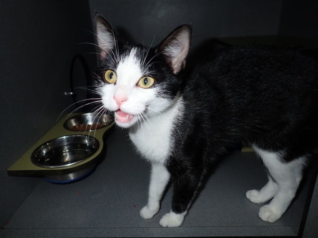 Sheeba - Female Domestic Short Hair Mix Cat in QLD - PetRescue