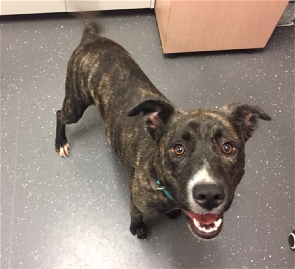 Missy - Medium Female Kelpie x American Staffordshire Bull Terrier Mix ...