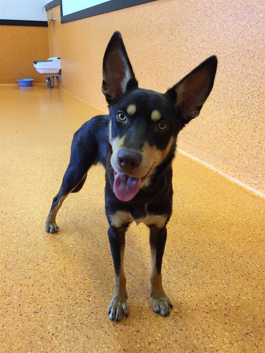 Happy - Medium Male Kelpie Mix Dog in QLD - PetRescue