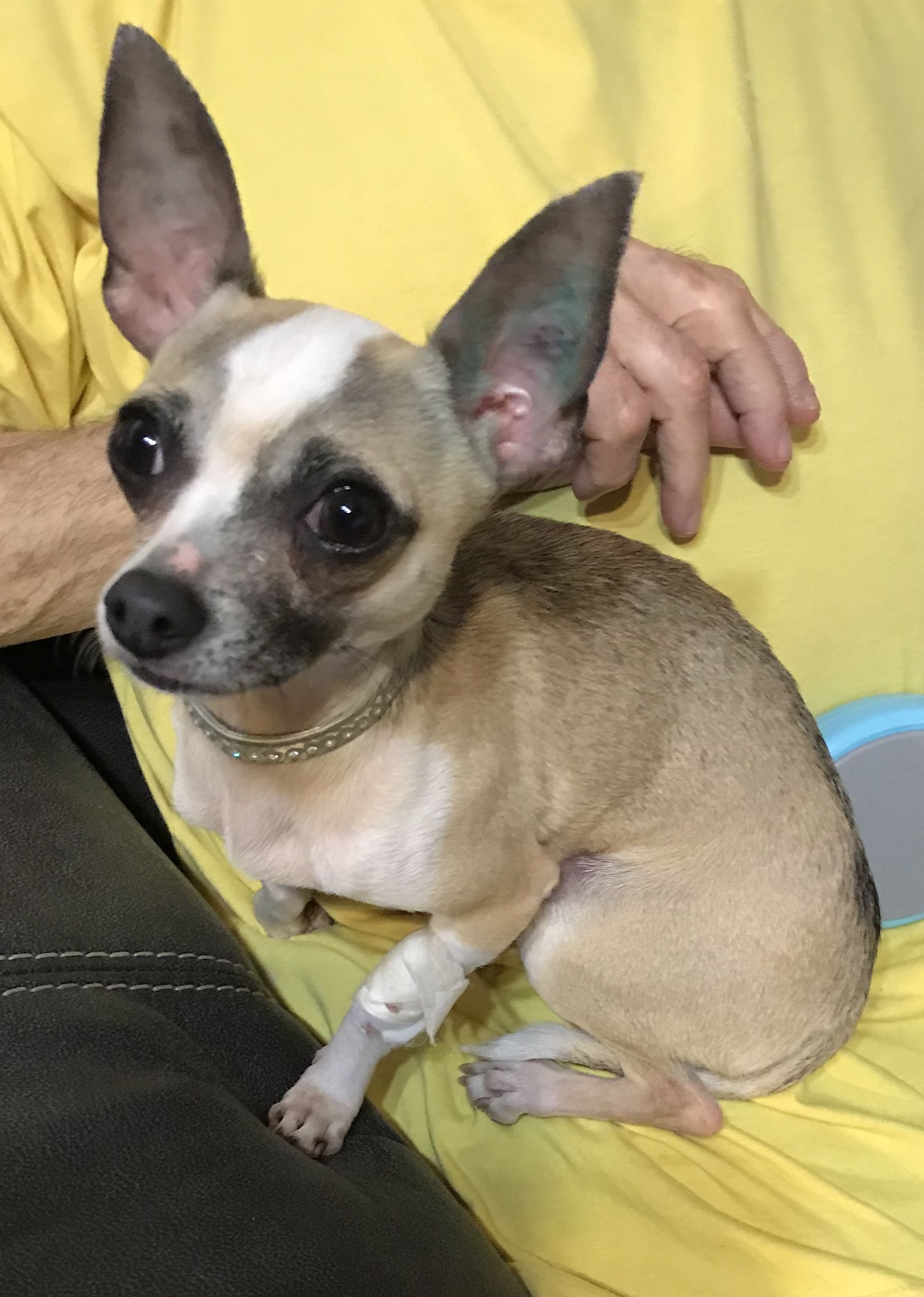 Choco - Small Male Chihuahua Dog in VIC - PetRescue
