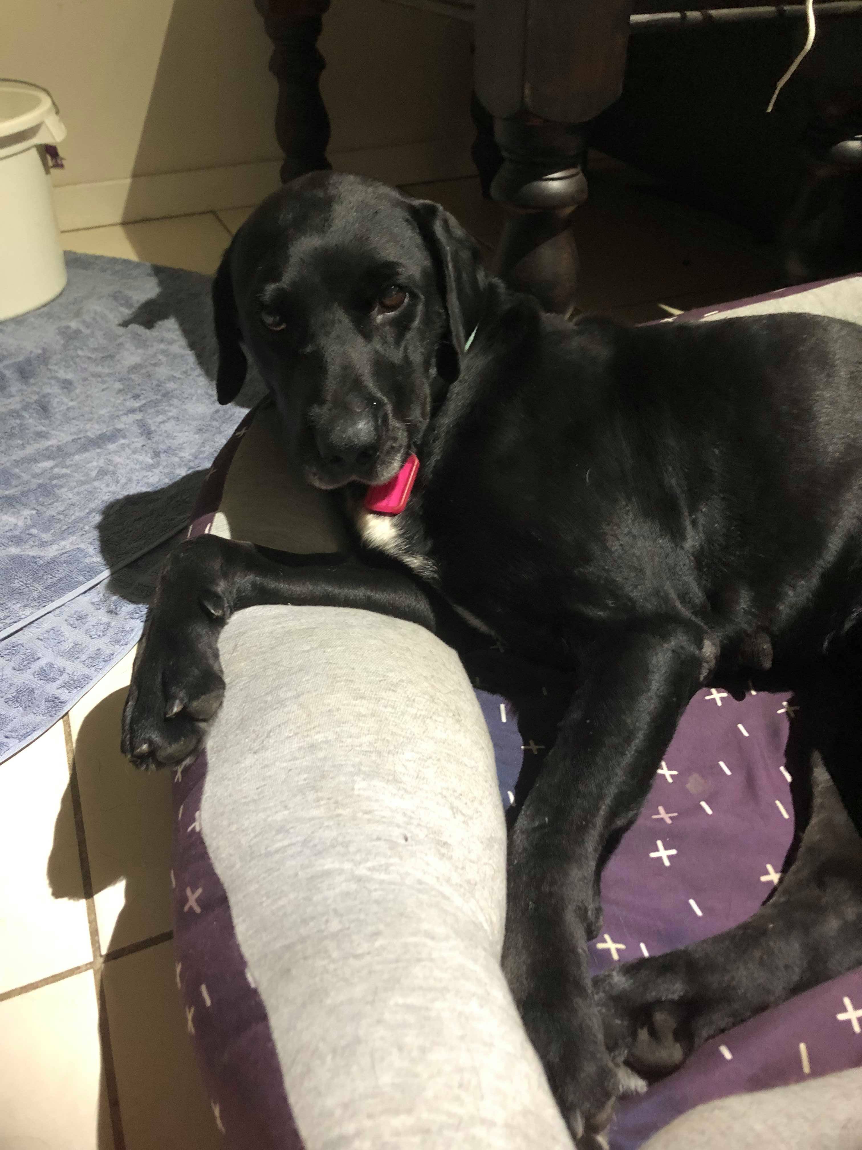 Talie - Medium Female Labrador Mix Dog in NSW - PetRescue