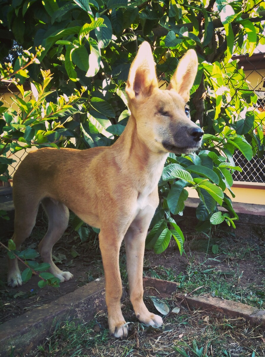 Dingo Den Animal Rescue - PetRescue