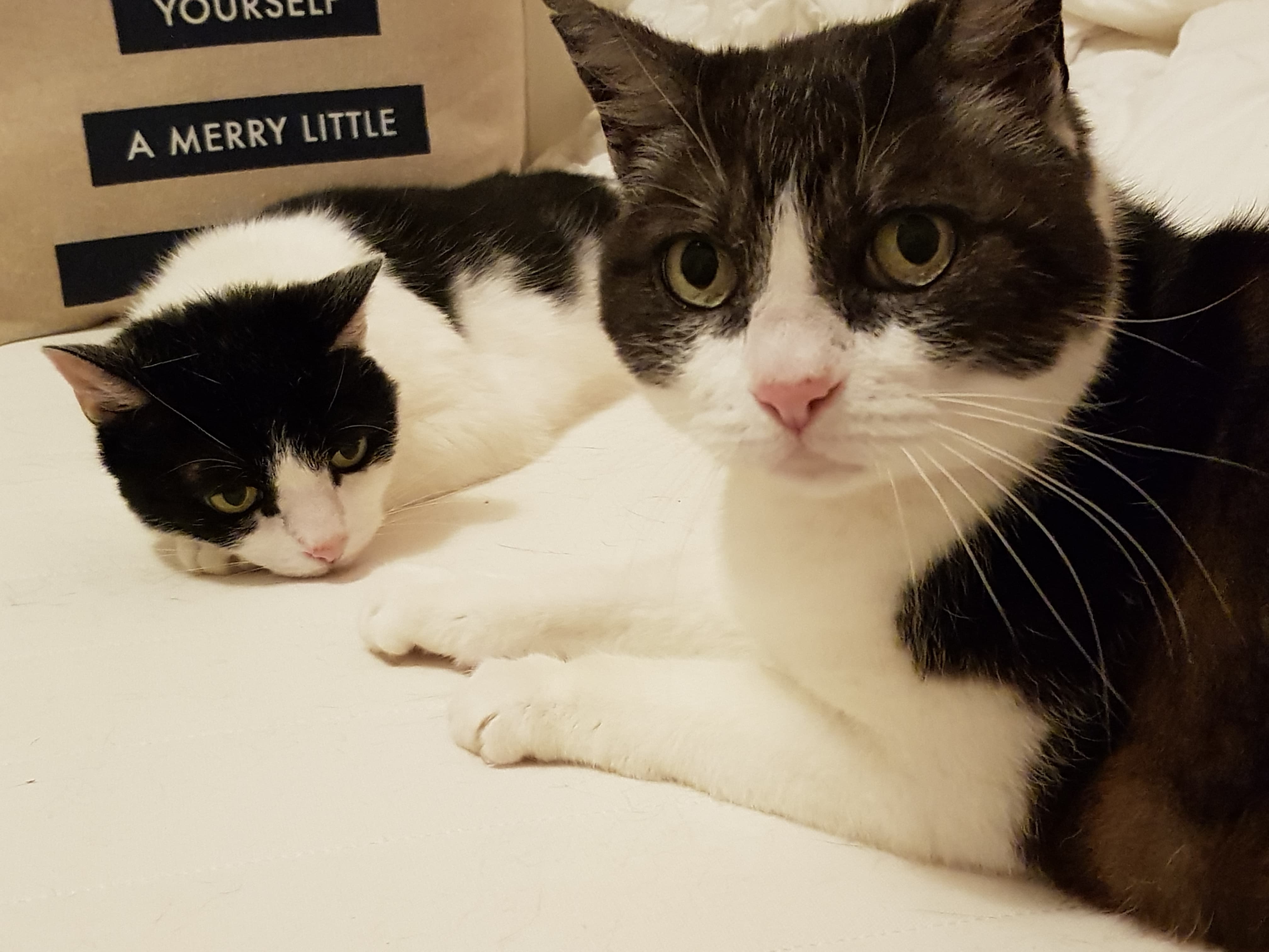 Isabelle - Female Domestic Short Hair Cat in VIC - PetRescue