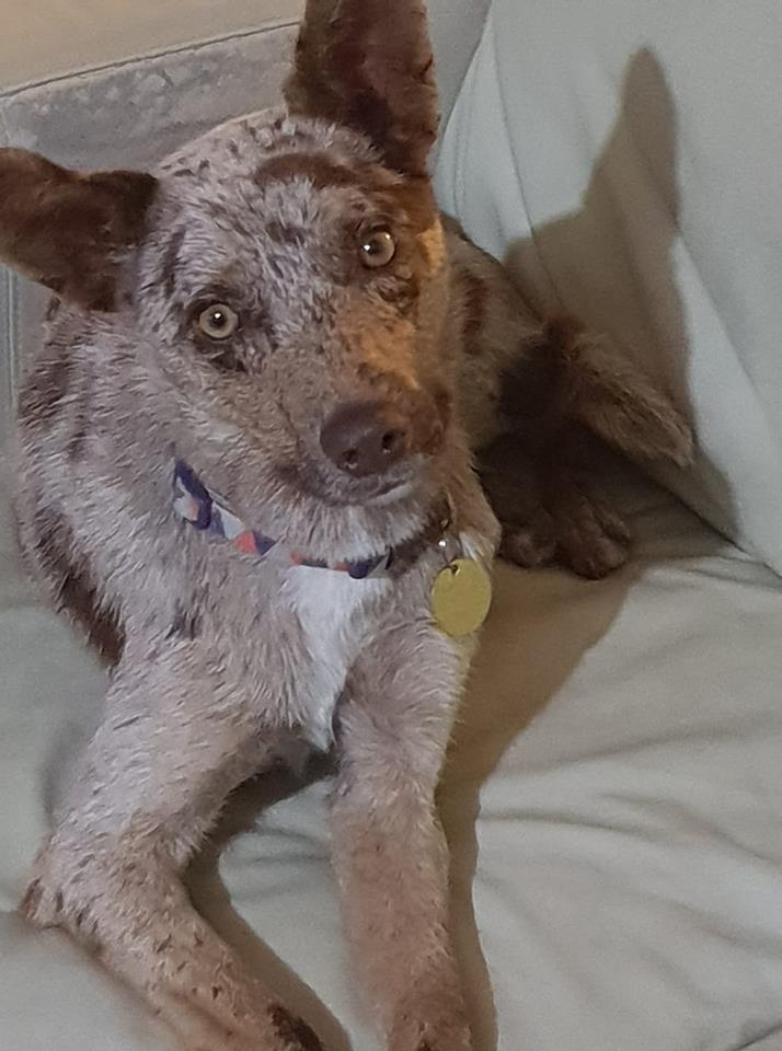 Fly - Medium Female Koolie Mix Dog in VIC - PetRescue