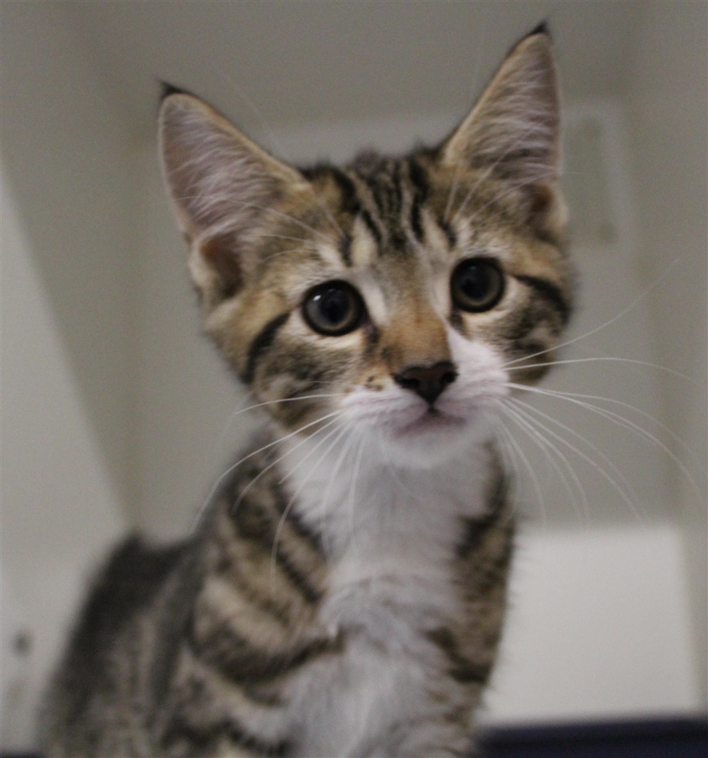 Andrea - Female Dmh Mix Cat in WA - PetRescue