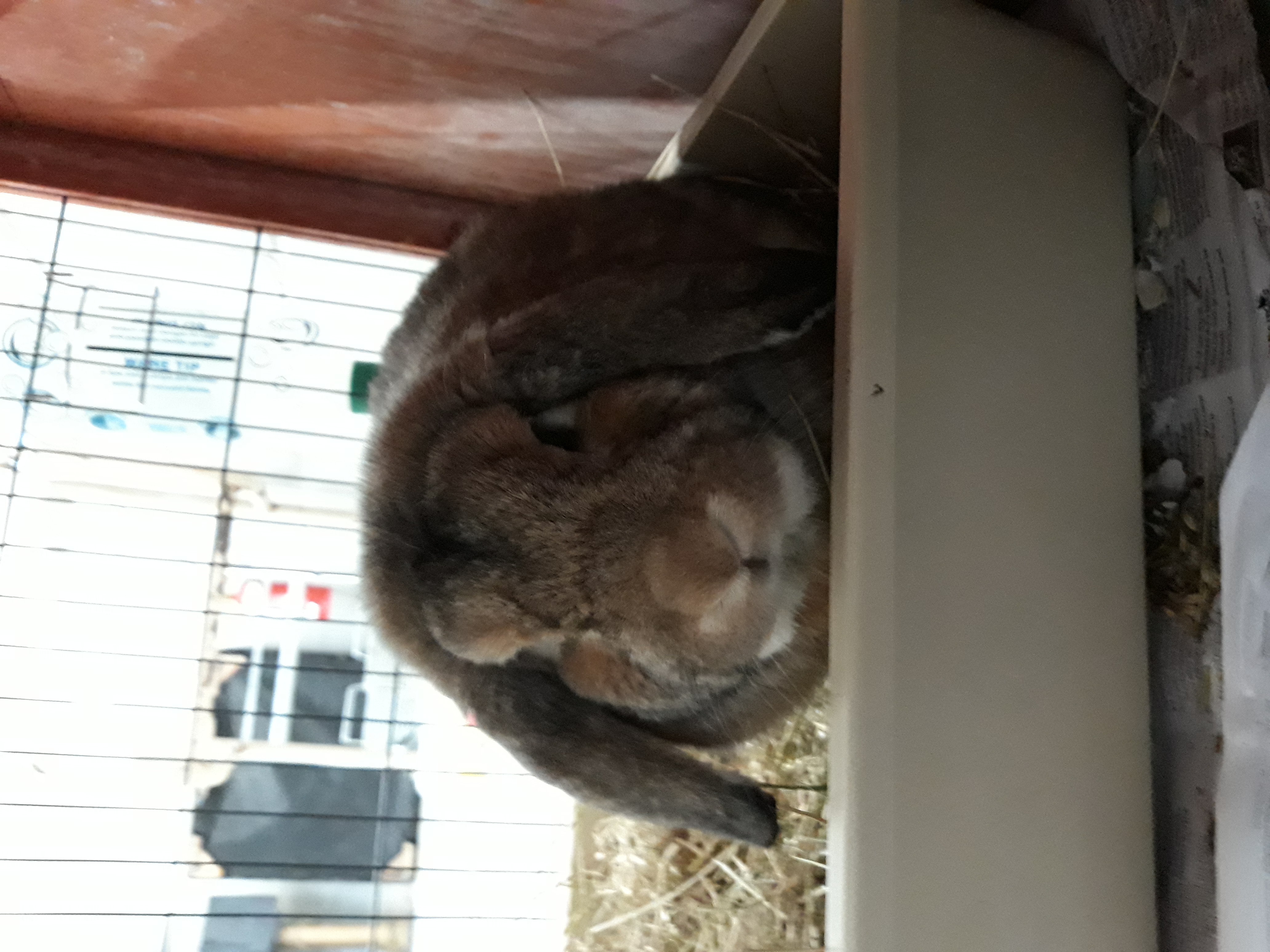 Basil - Male Flemish Giant x French Lop Mix Rabbit in VIC - PetRescue