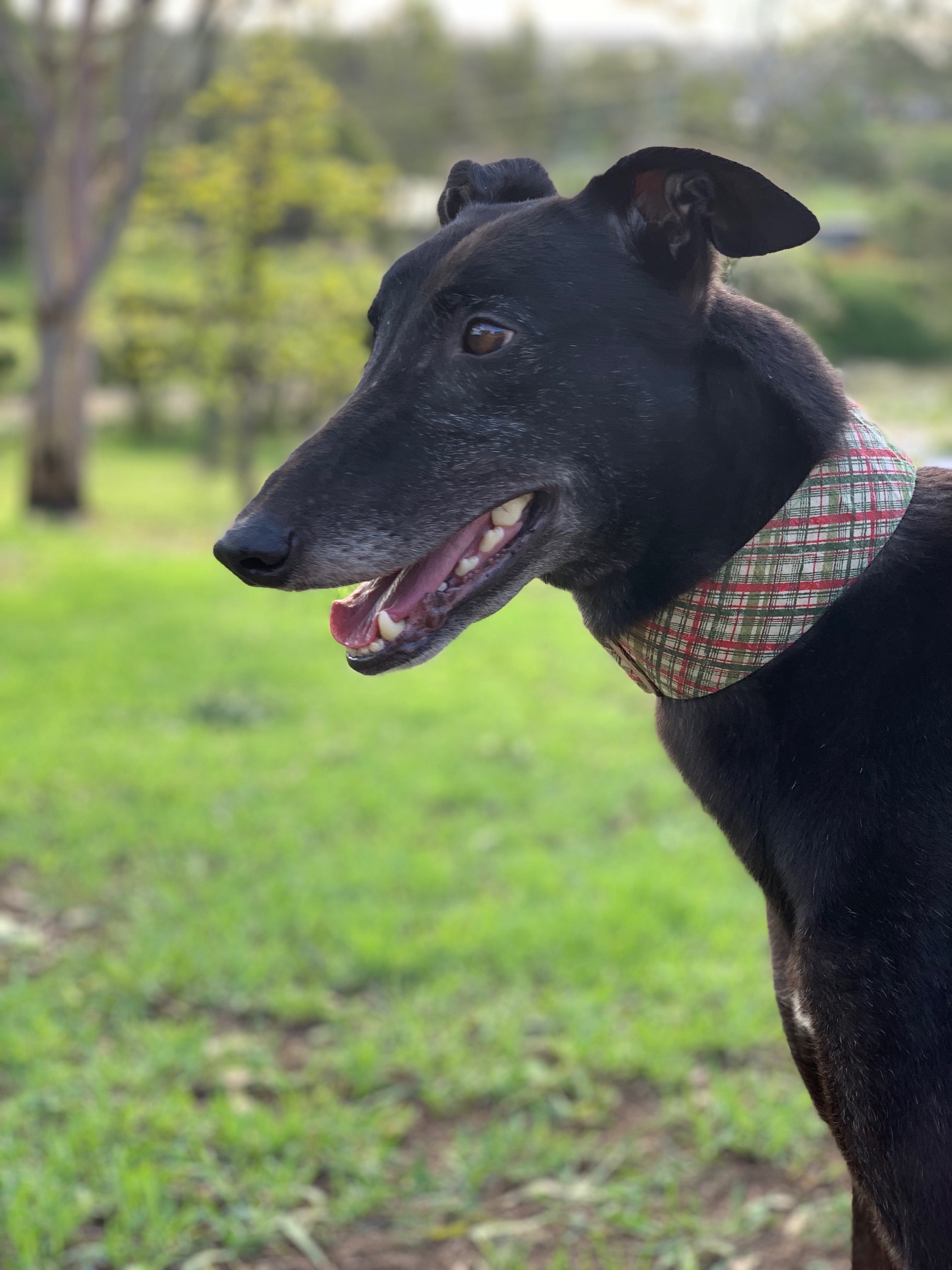Sev - Large Male Greyhound Dog in NSW - PetRescue