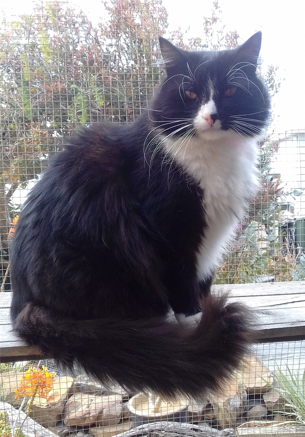 Farrow - Male Domestic Medium Hair Mix Cat in NSW - PetRescue