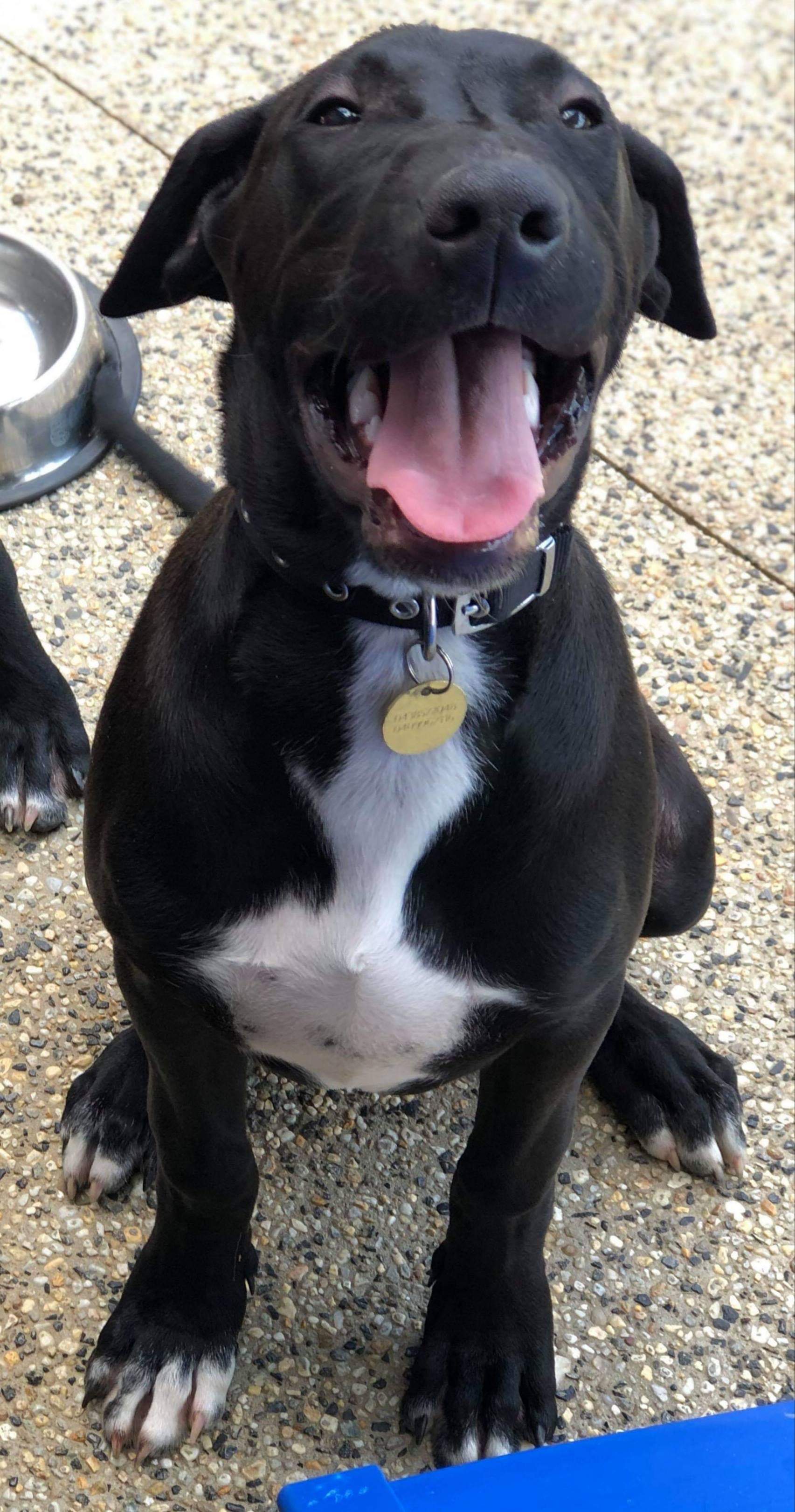 Daneo - Large Male Bull Arab x Great Dane Mix Dog in VIC - PetRescue