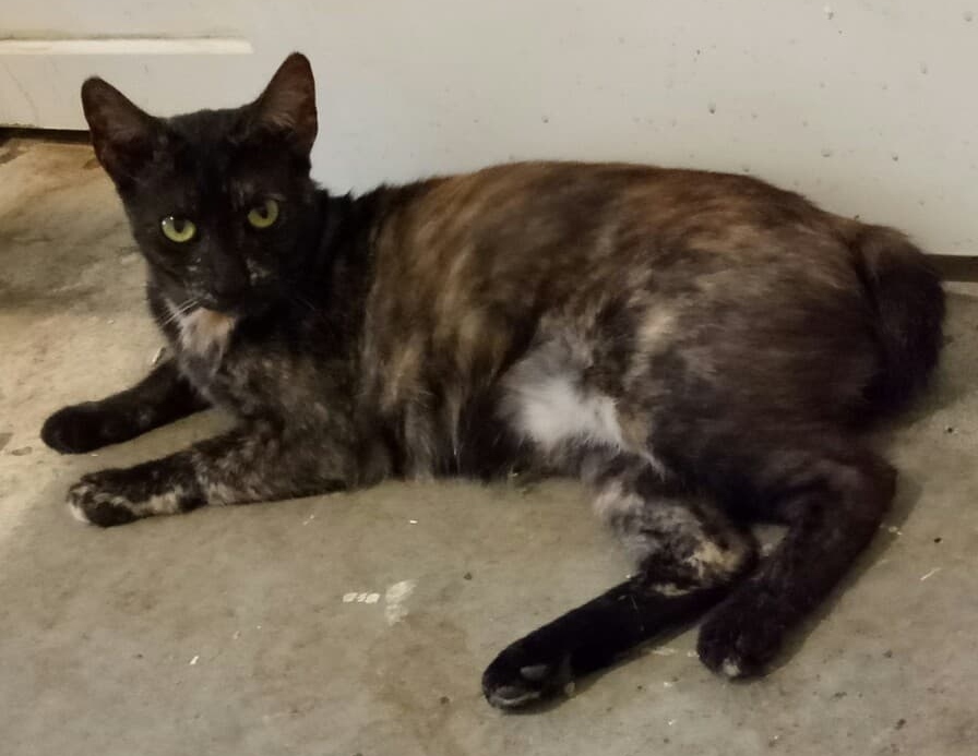 Myla - Female Manx x Ragdoll Cat in QLD - PetRescue