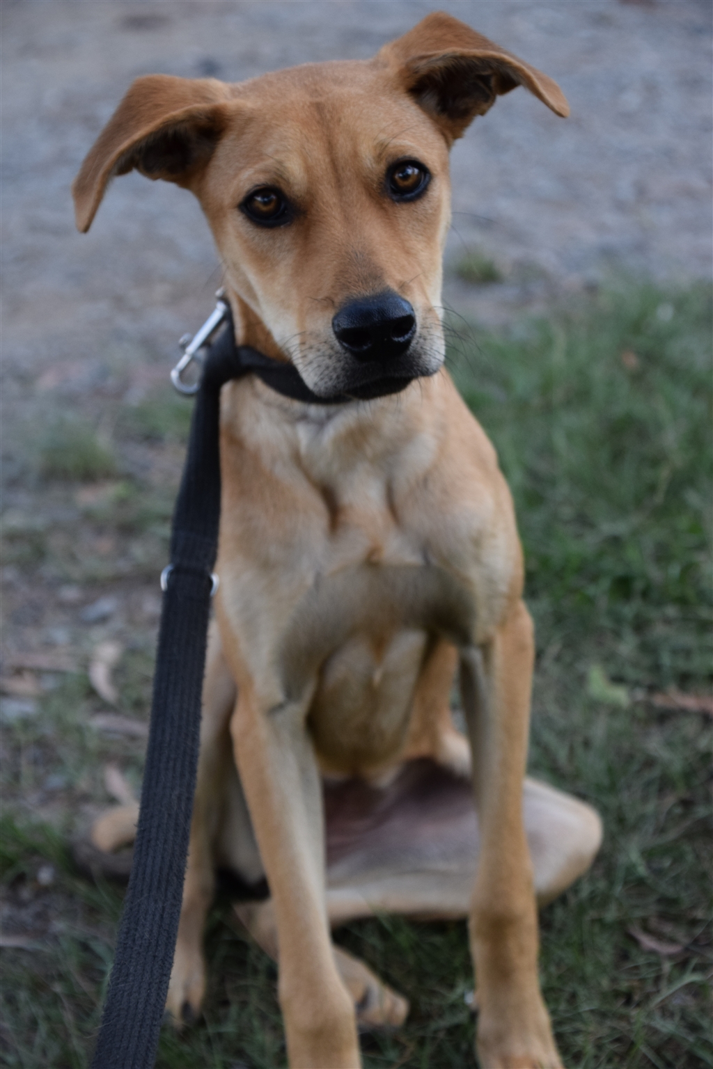 Maggie - Medium Female Kelpie x Rhodesian Ridgeback Mix Dog in QLD ...