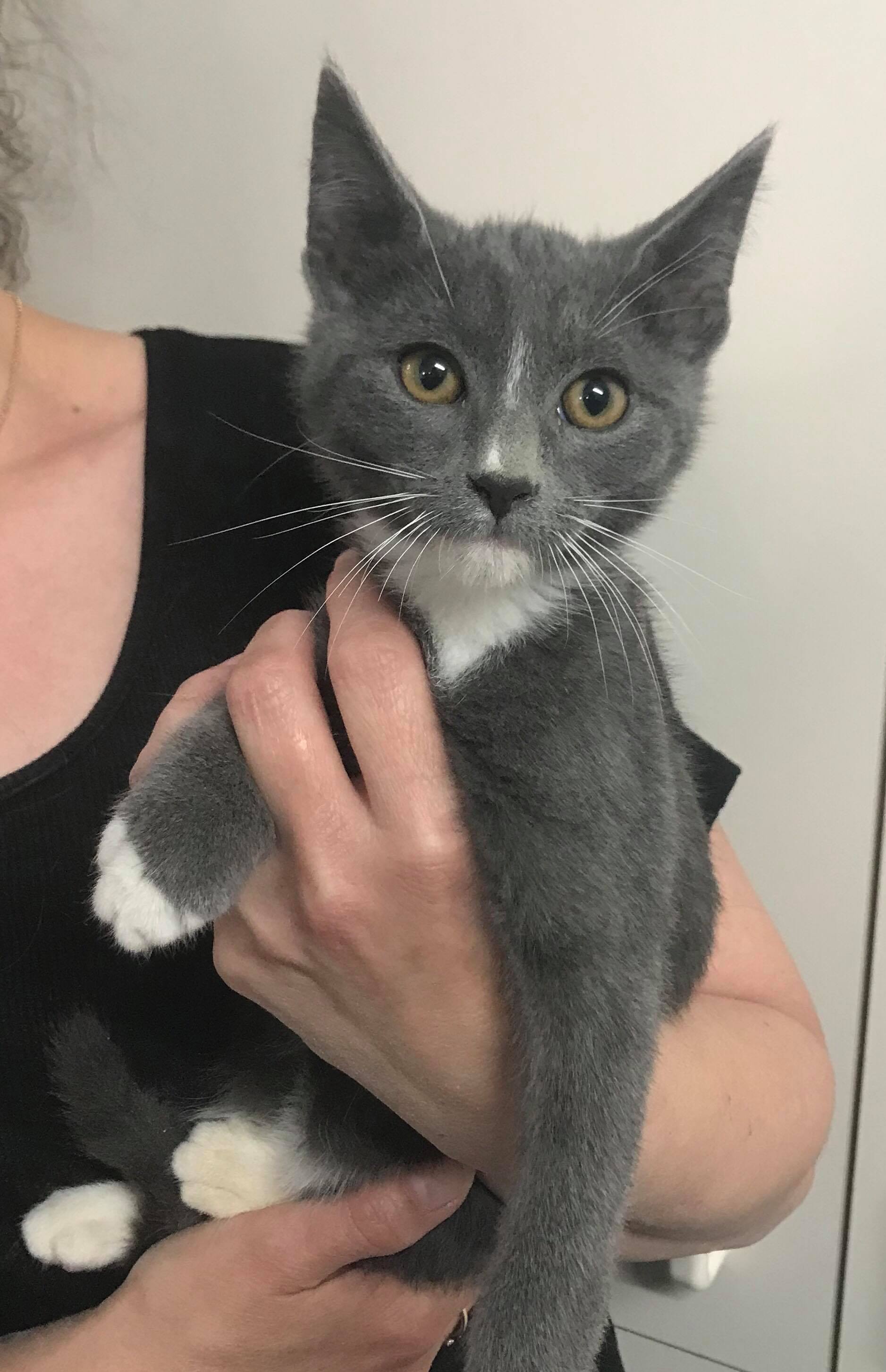 Ruski - Male Domestic Short Hair Cat in SA - PetRescue