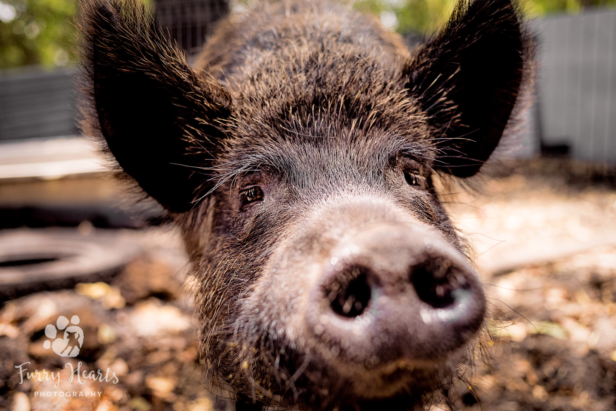 Maple - Female Pig in WA - PetRescue