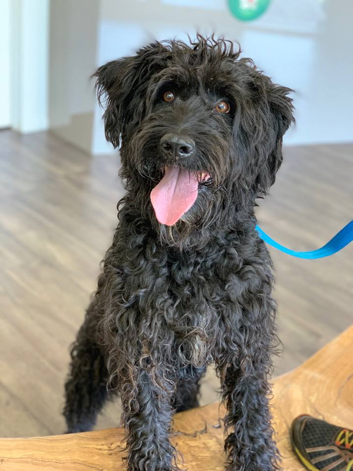 Winston - Medium Male Labrador x Poodle Dog in QLD - PetRescue