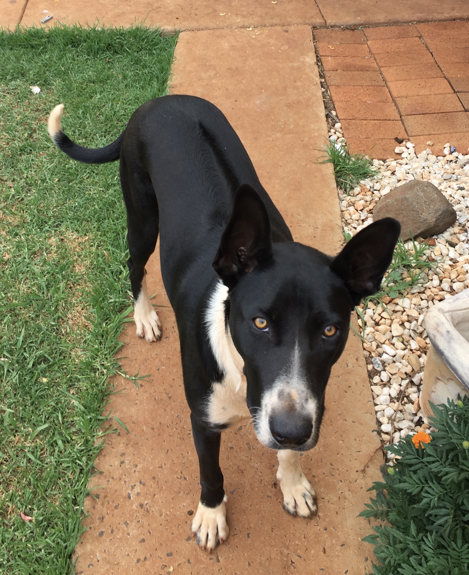 Penny - Large Female Collie Smooth x Rhodesian Ridgeback Mix Dog in QLD ...