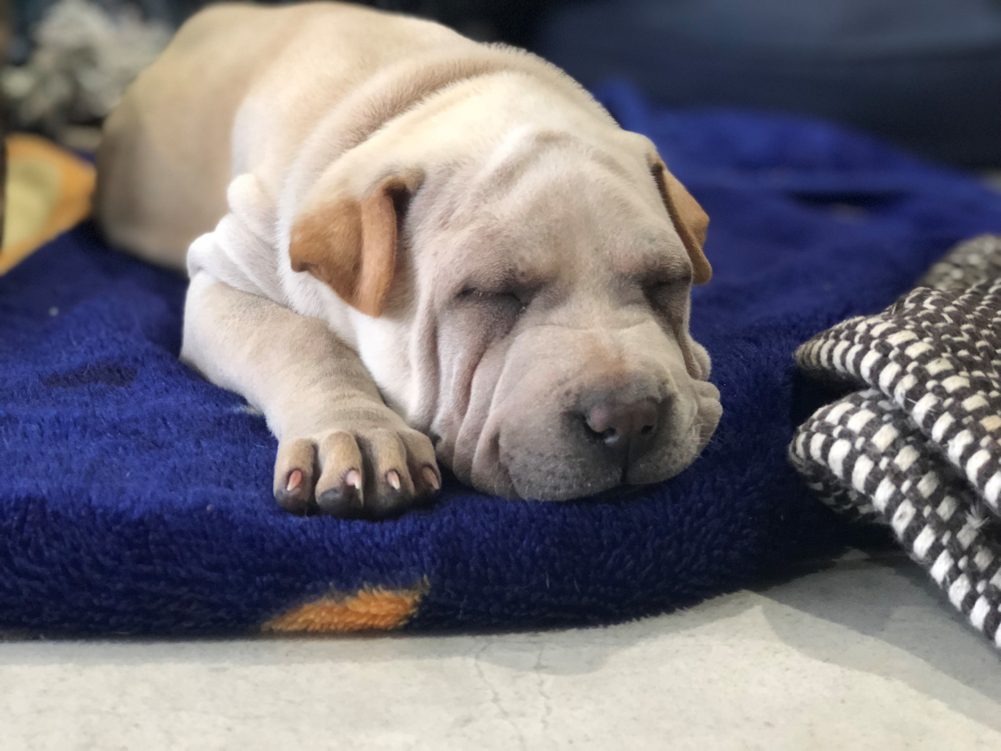 Winnie - Medium Female Boxer x Shar-Pei Mix Dog in QLD - PetRescue