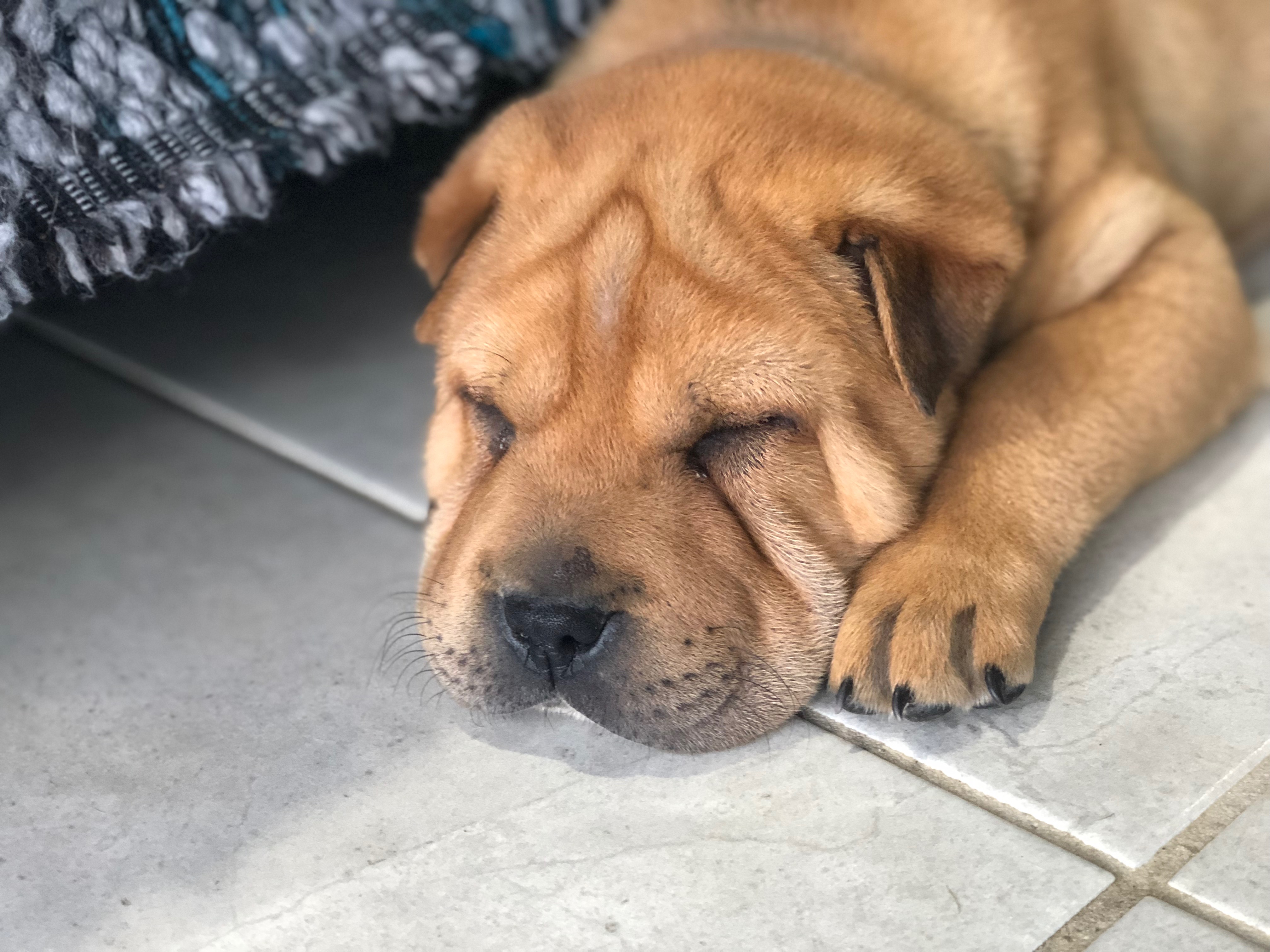 Alfred - Medium Male Boxer x Shar-Pei Mix Dog in QLD - PetRescue