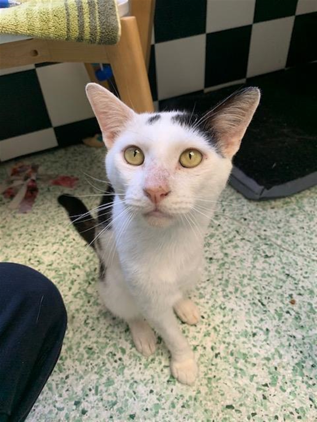 Snoop Catt - Male Domestic Short Hair x Oriental Mix Cat in QLD - PetRescue