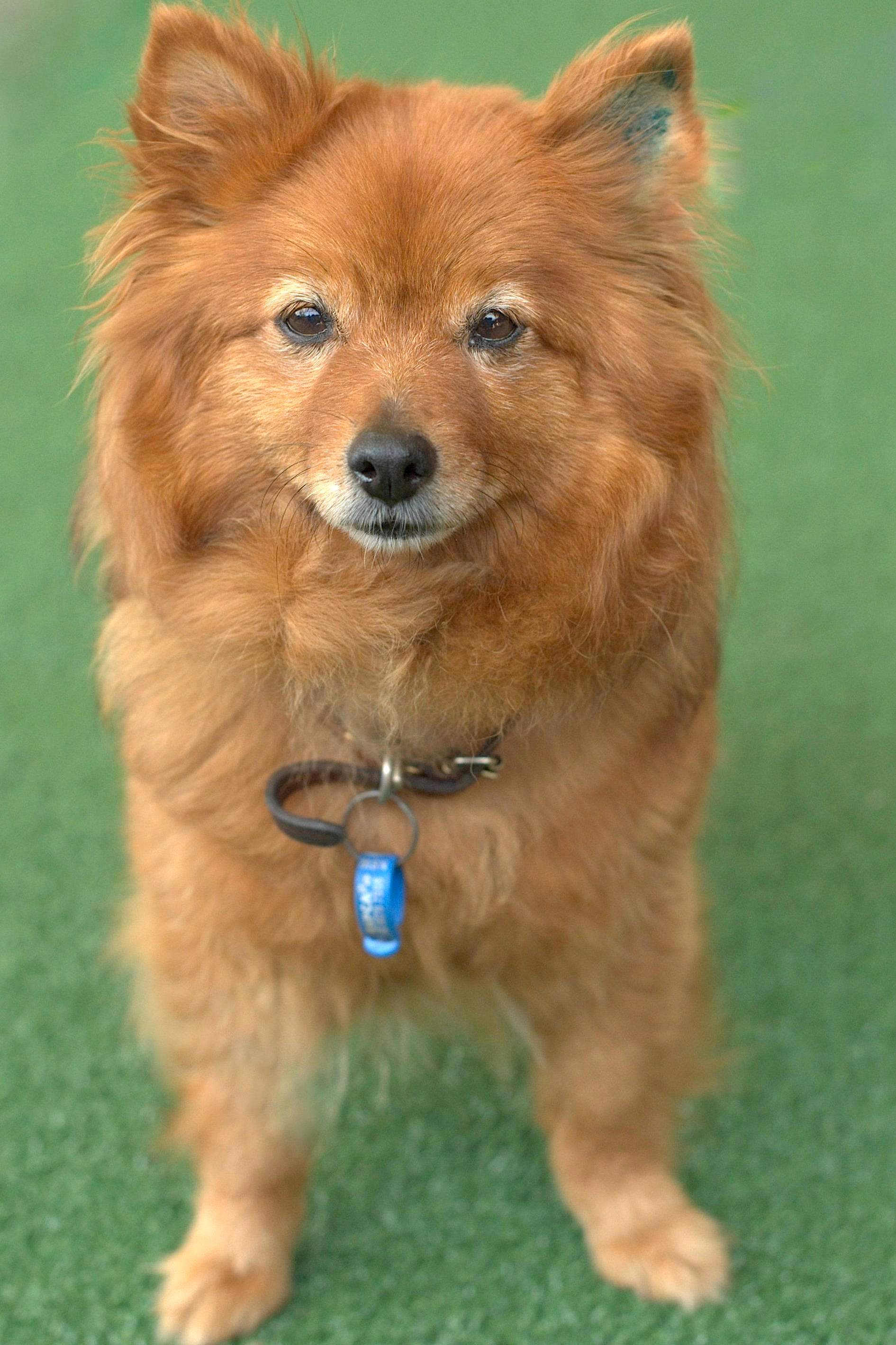 Serina - Small Female Pomeranian Dog in NSW - PetRescue