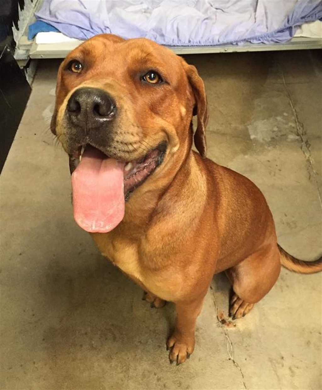 Star - Large Female Bullmastiff x Rottweiler Mix Dog in QLD - PetRescue