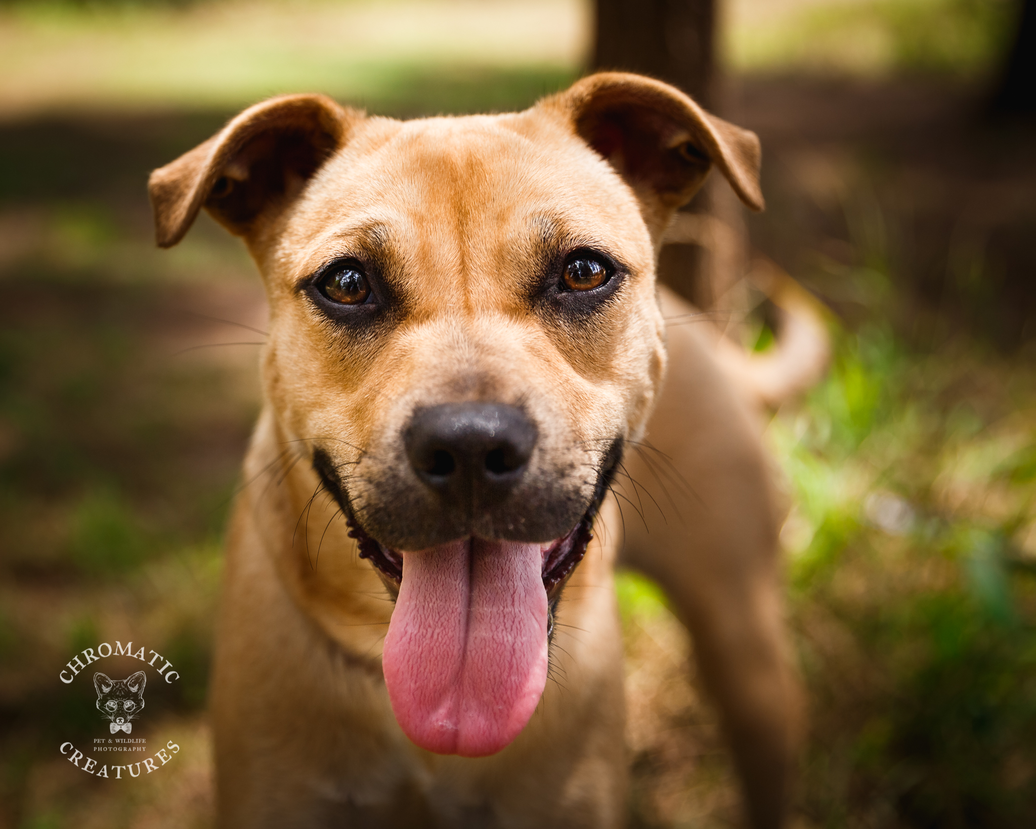Phoebe - Medium Female Staffy Mix Dog in NSW - PetRescue