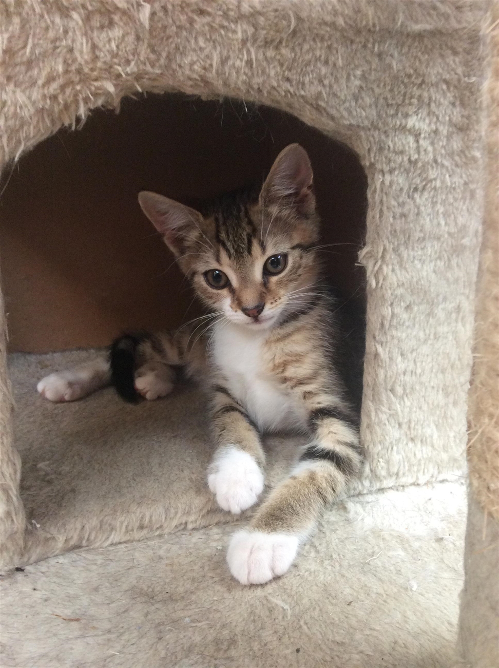 Emily - Female Abyssinian Mix Cat in QLD - PetRescue