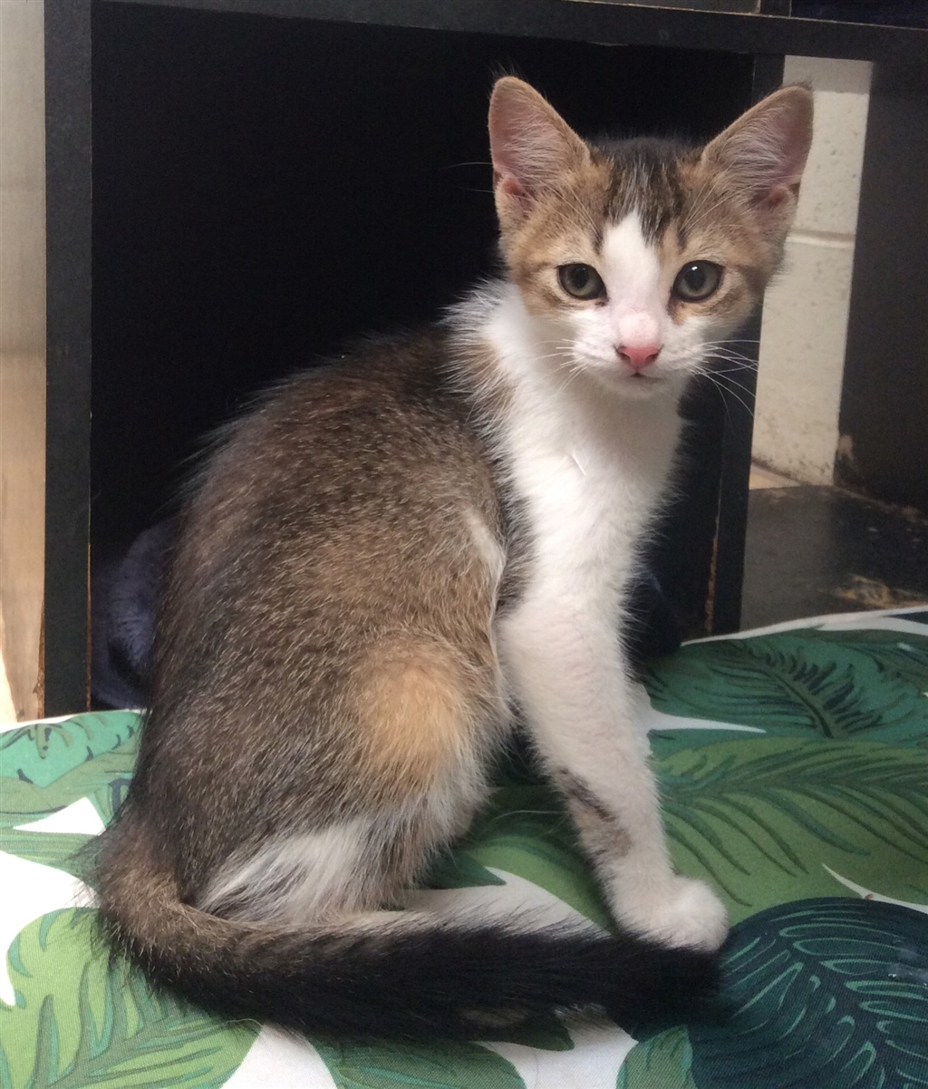 Leo - Male Abyssinian Mix Cat in QLD - PetRescue