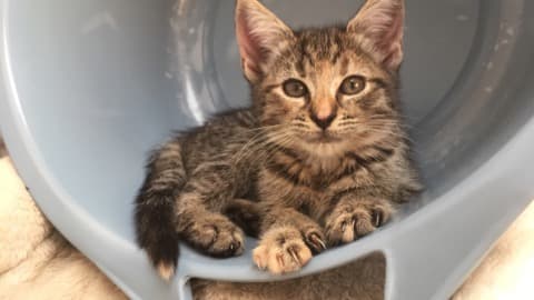 Waggin Tails Rescue - PetRescue