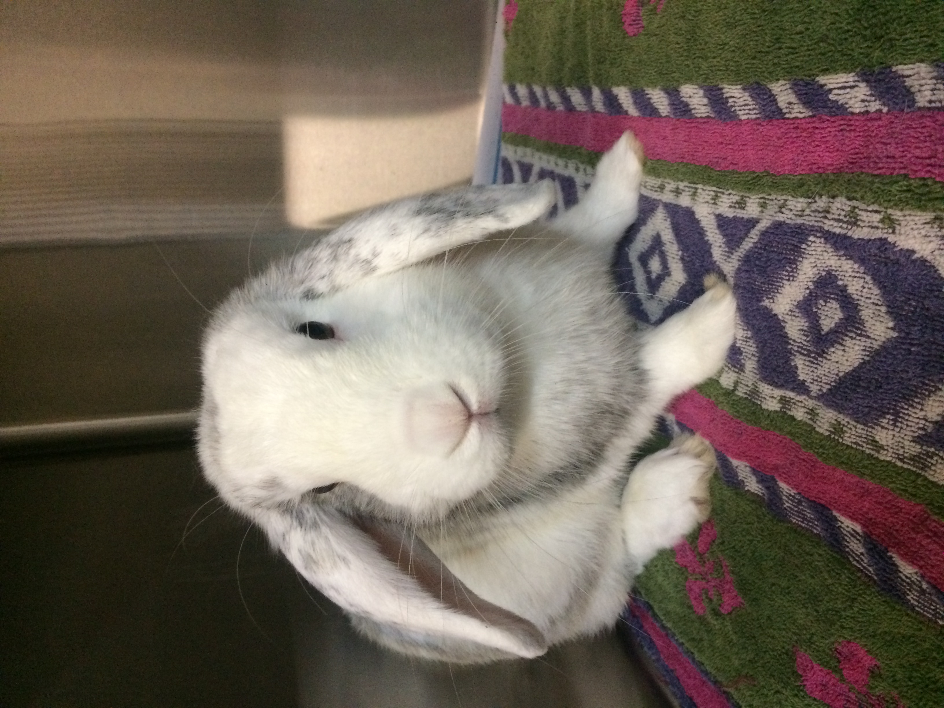 Jazz - Male Dwarf lop Rabbit in VIC - PetRescue