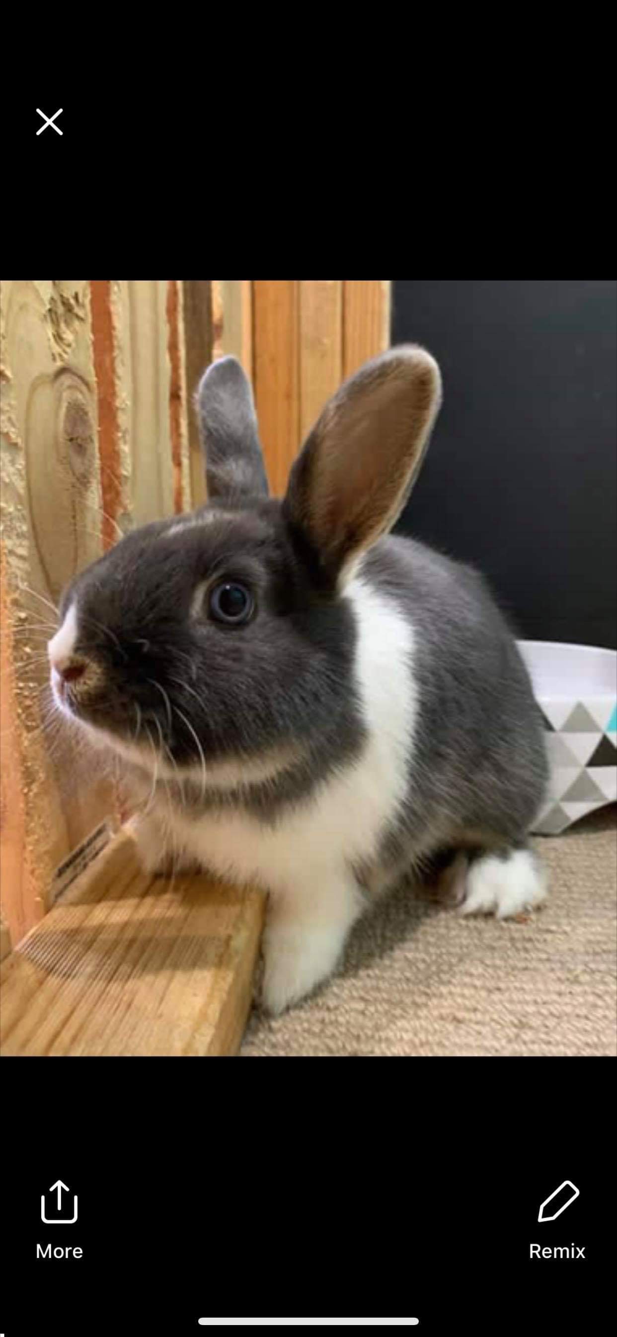 Banjo - Male Netherland Dwarf Mix Rabbit in VIC - PetRescue
