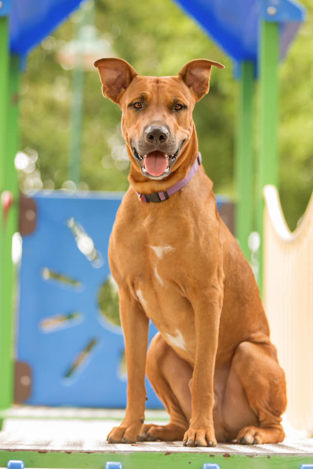 Dirk - Large Male Rhodesian Ridgeback x Mastiff Mix Dog in QLD - PetRescue