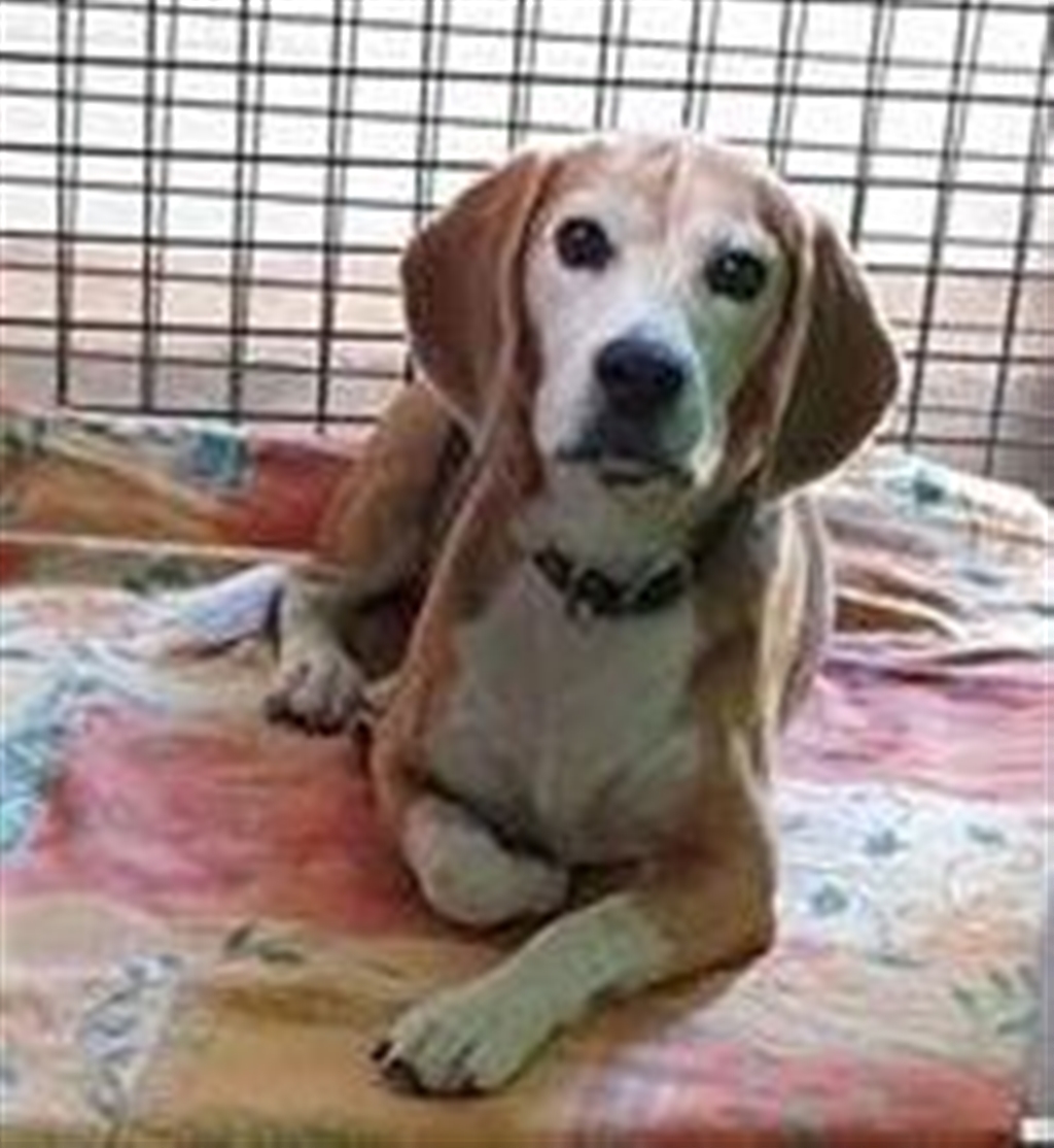 BJ - Medium Male Beagle Mix Dog in QLD - PetRescue