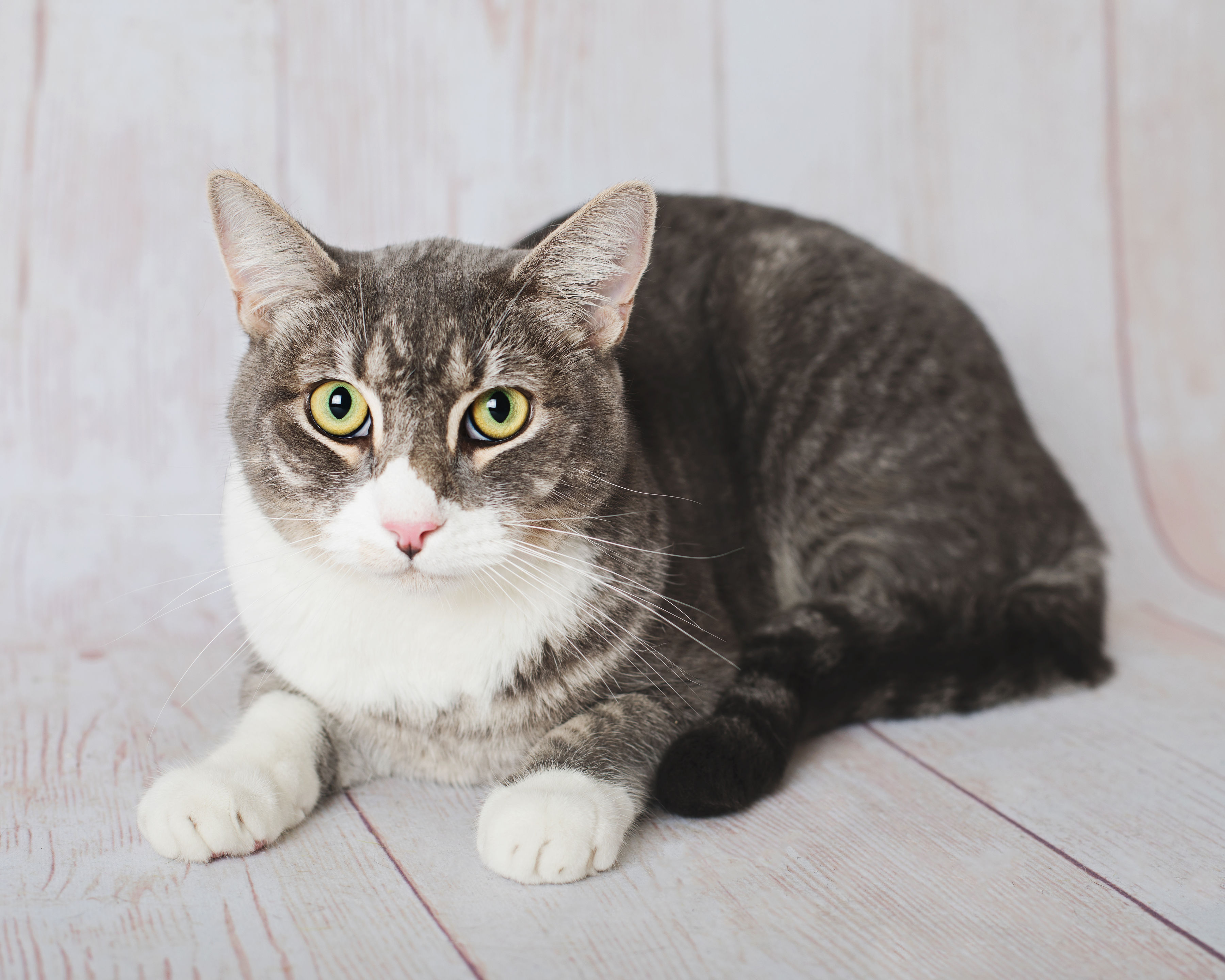 Leo - Male Domestic Short Hair x Ragdoll Cat in QLD - PetRescue
