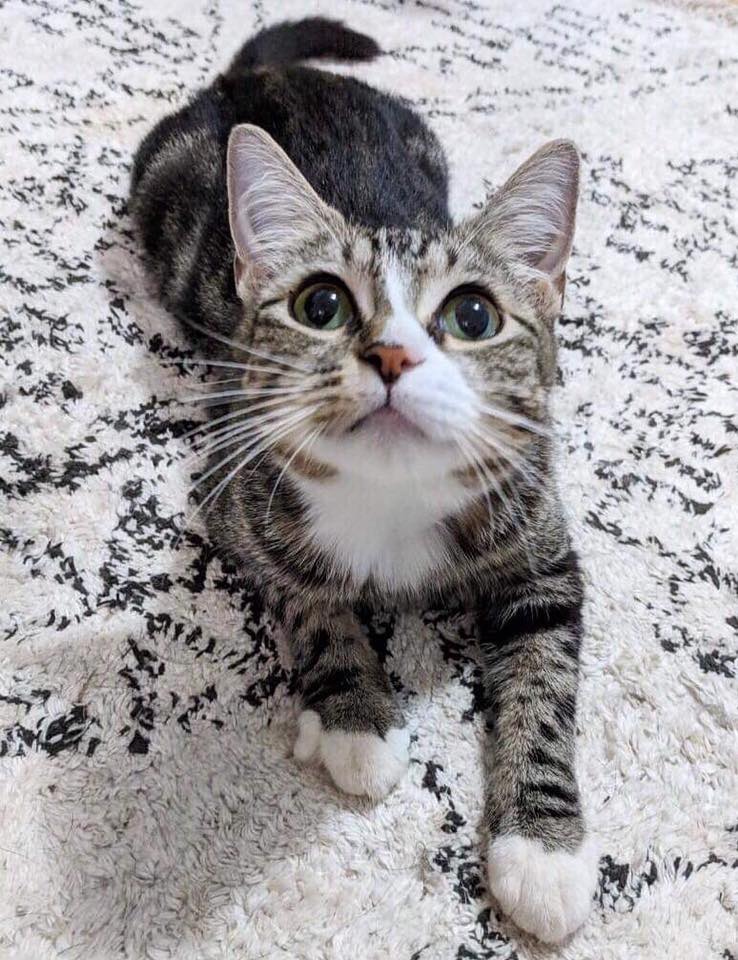 Yasmin - Female Domestic Short Hair Cat in QLD - PetRescue