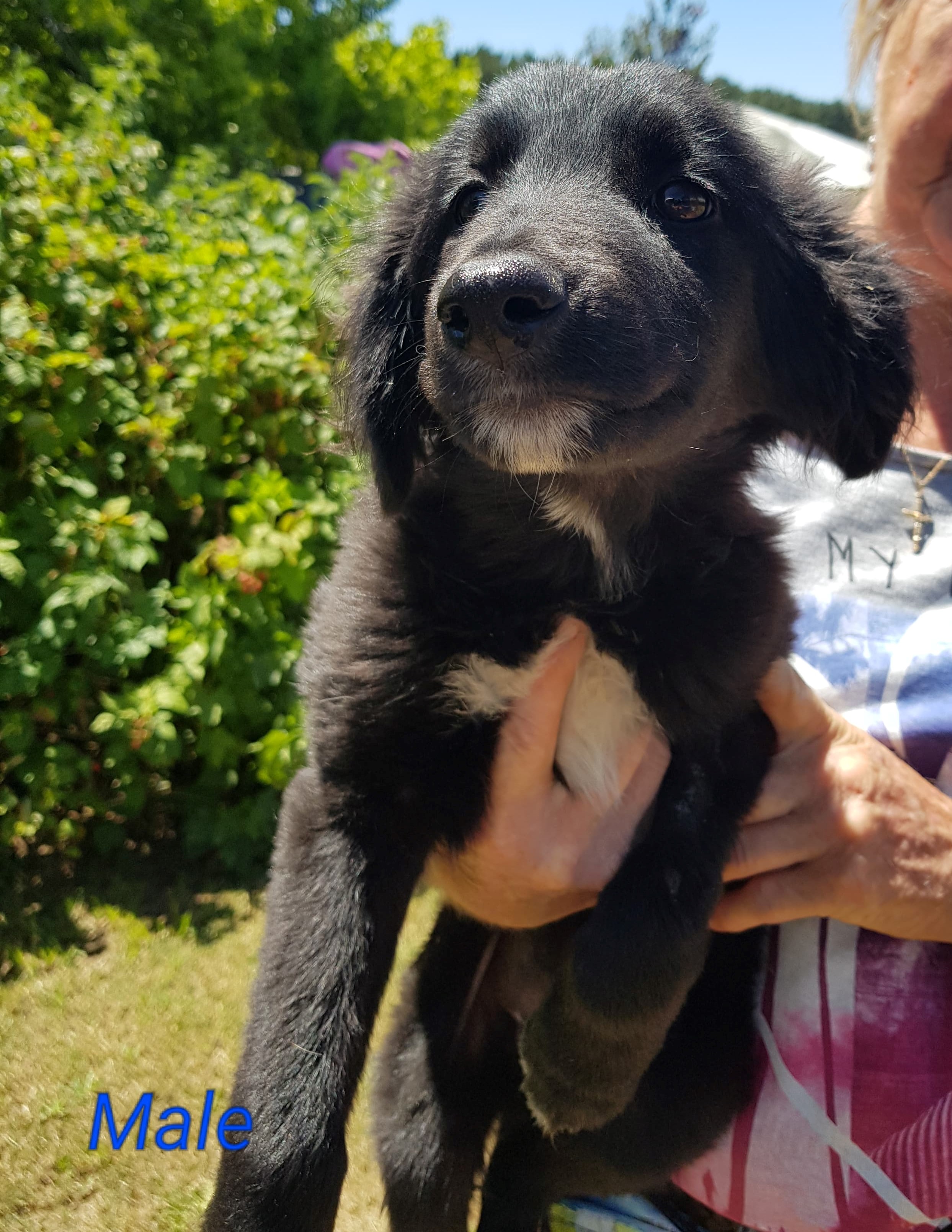 Ned - Medium Male Border Collie Mix Dog in NSW - PetRescue