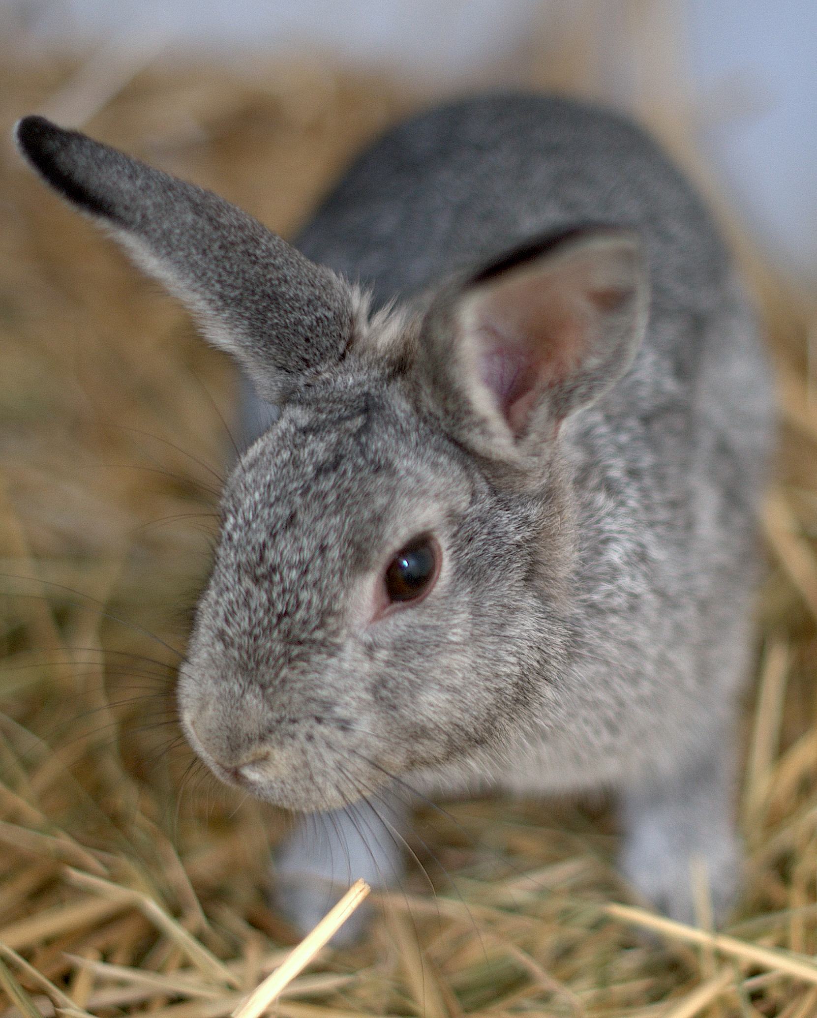 Raspberry - Female Rabbit in NSW - PetRescue