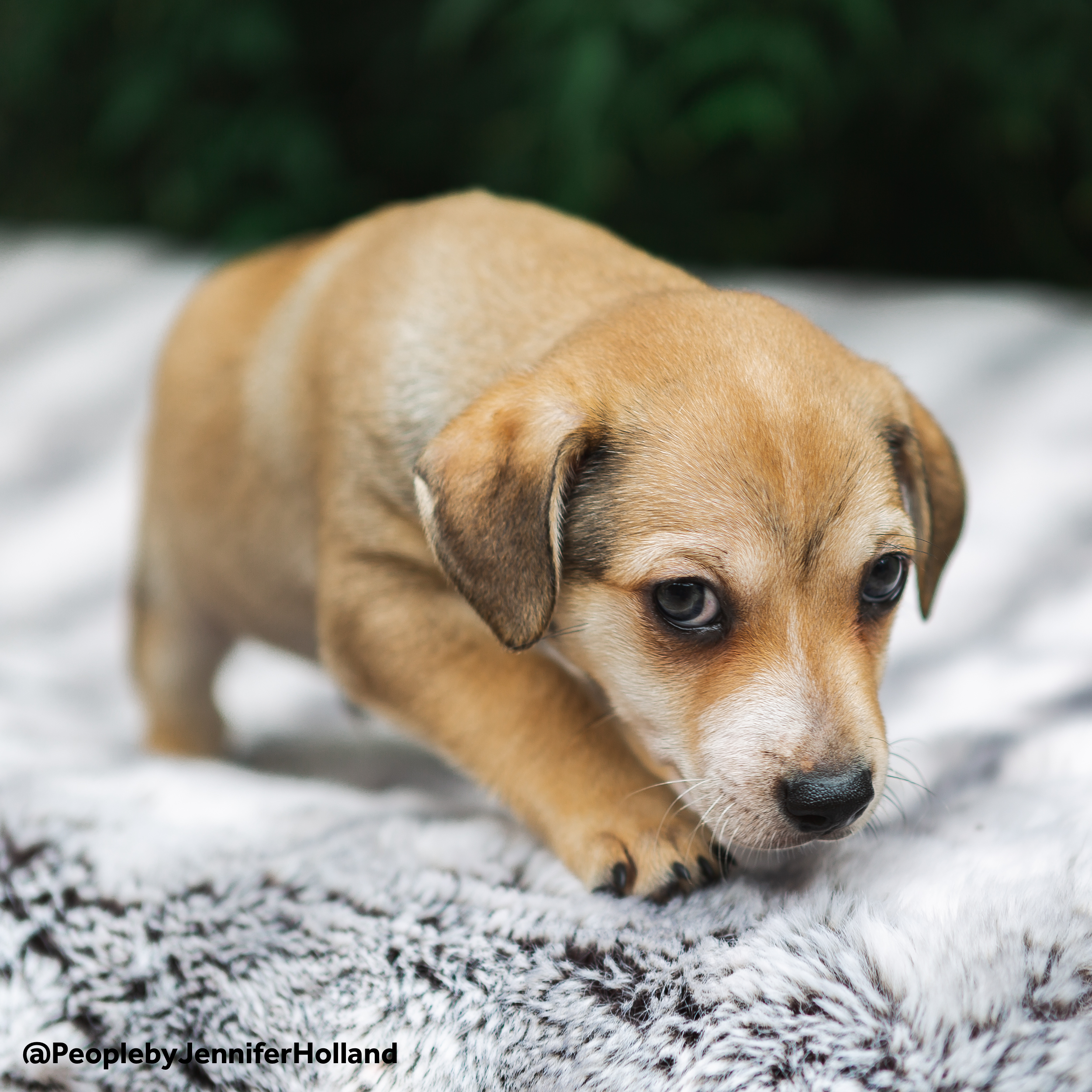 Badger ~ Terrier X puppy (on trial 5/2/19) - Small Male Terrier Mix Dog ...