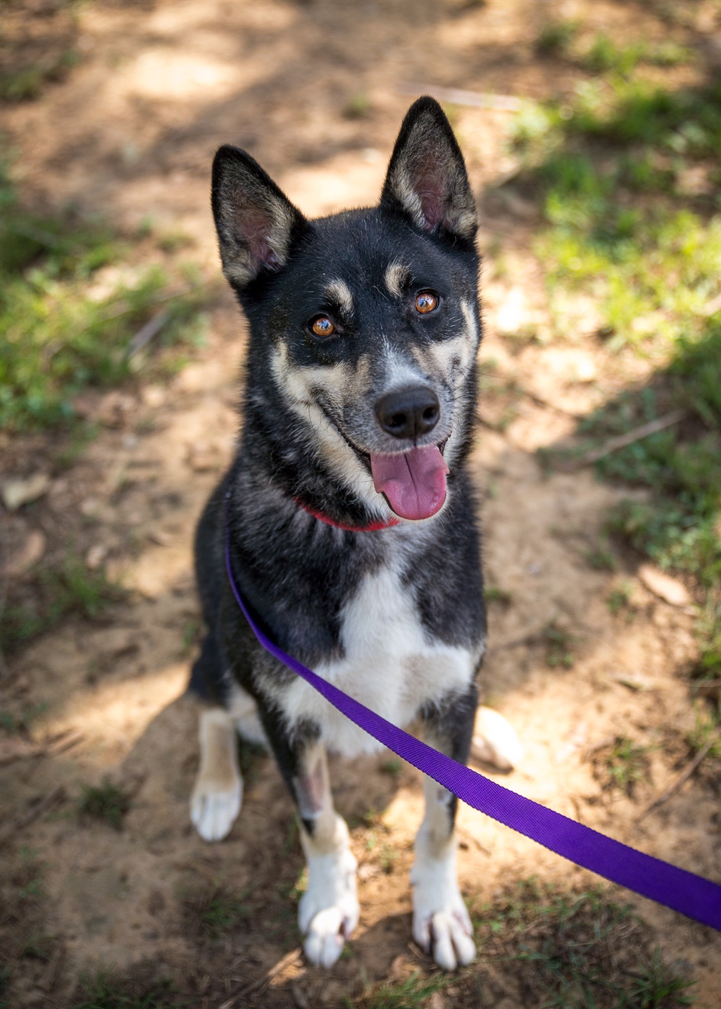 Titan - Large Male Collie Smooth x Siberian Husky Mix Dog in NSW ...