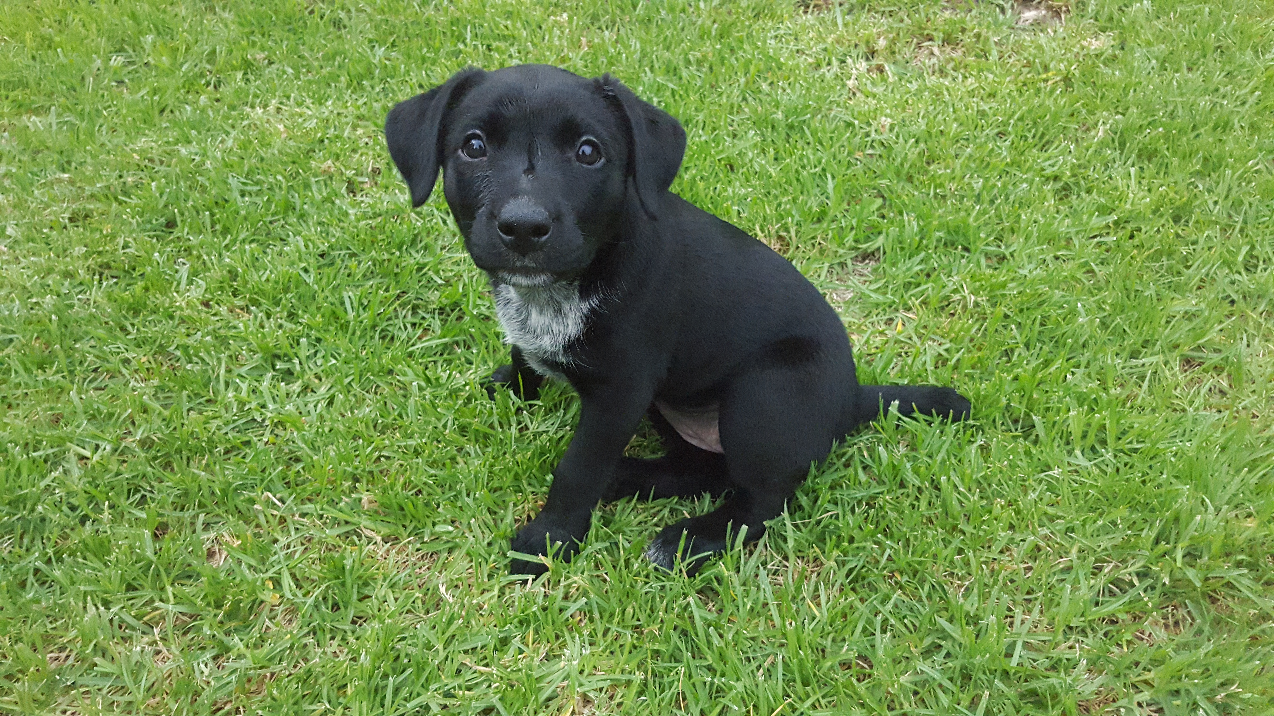 Jessie - Medium Female Labrador x Smithfield Cattle Dog x Staffy Dog in ...