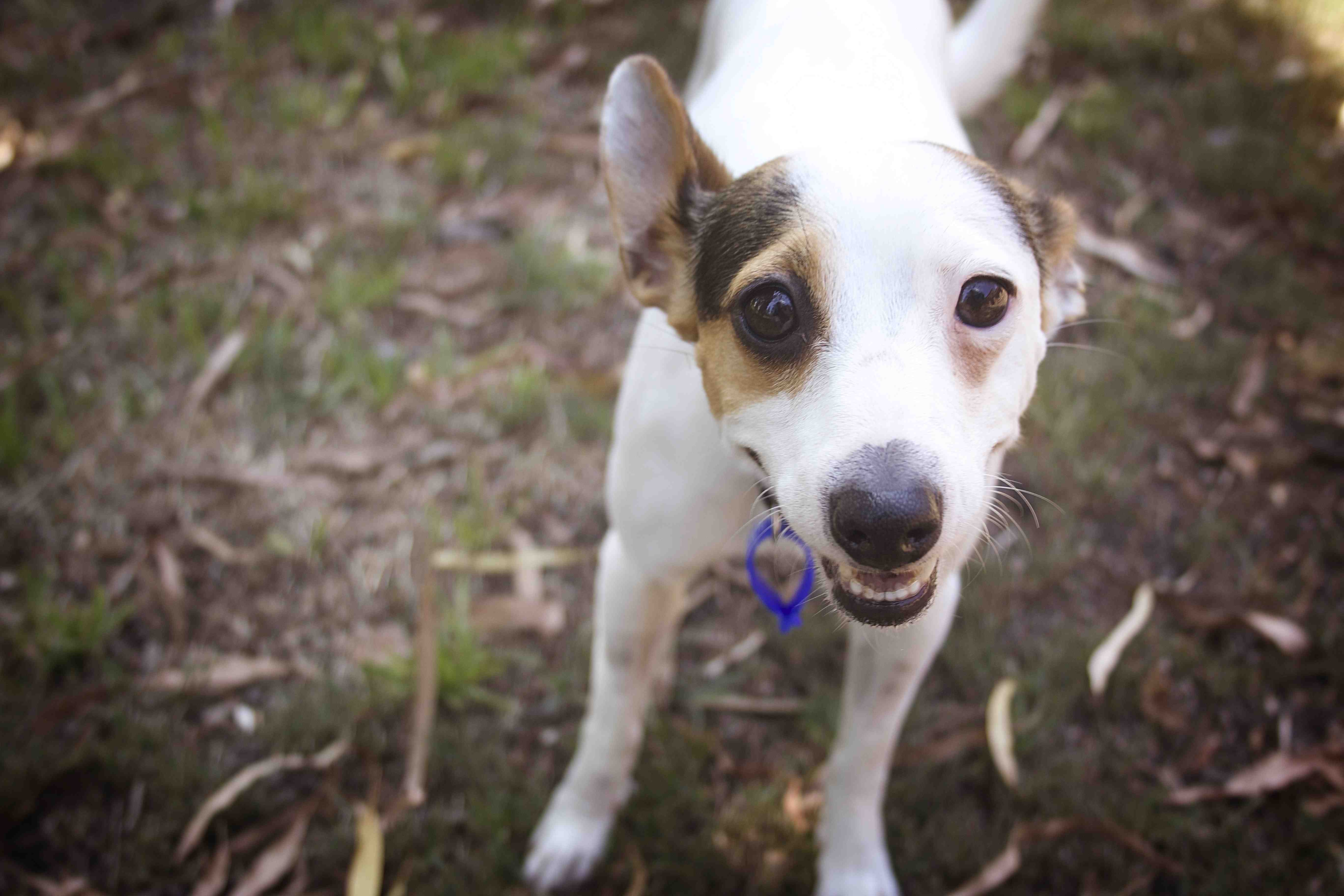 Missy ~ 2 year old Mini Foxy (on trial 2/3/19) - Small Female Miniature ...