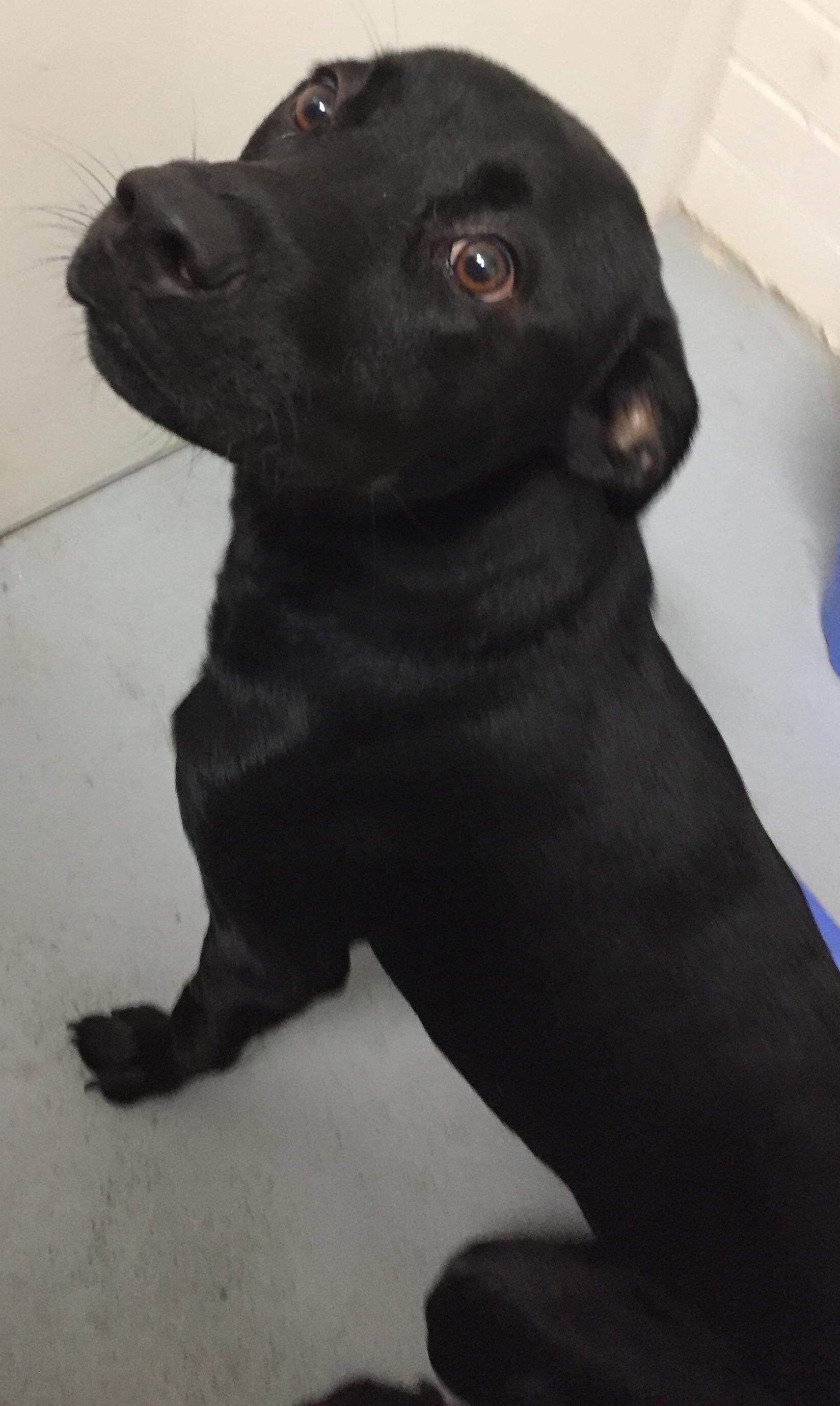 Ebony - Medium Female Rhodesian Ridgeback x Rottweiler Mix Dog in NSW ...