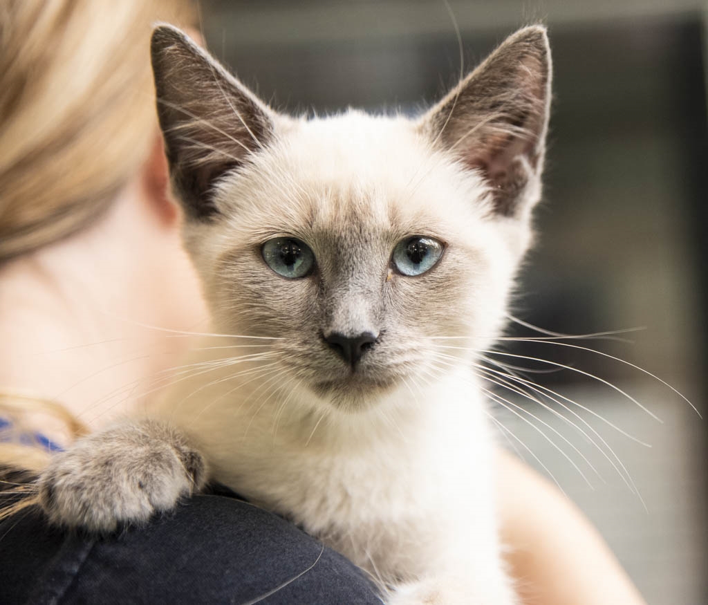 Lulu - Female Layanese Mix Cat in QLD - PetRescue
