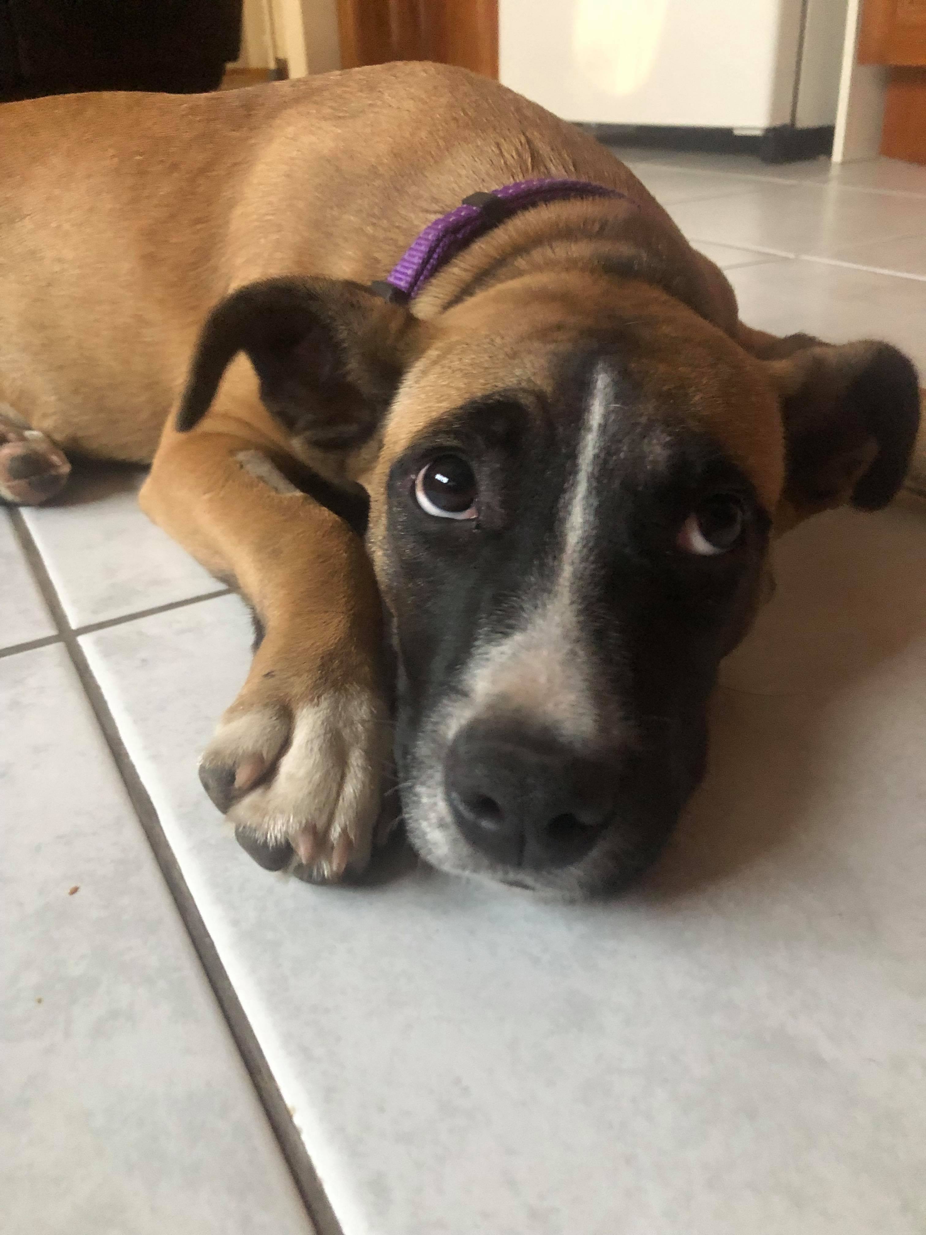 Ziggy ( Applications Closed) - Small Female Red Heeler x Staffy Mix Dog ...