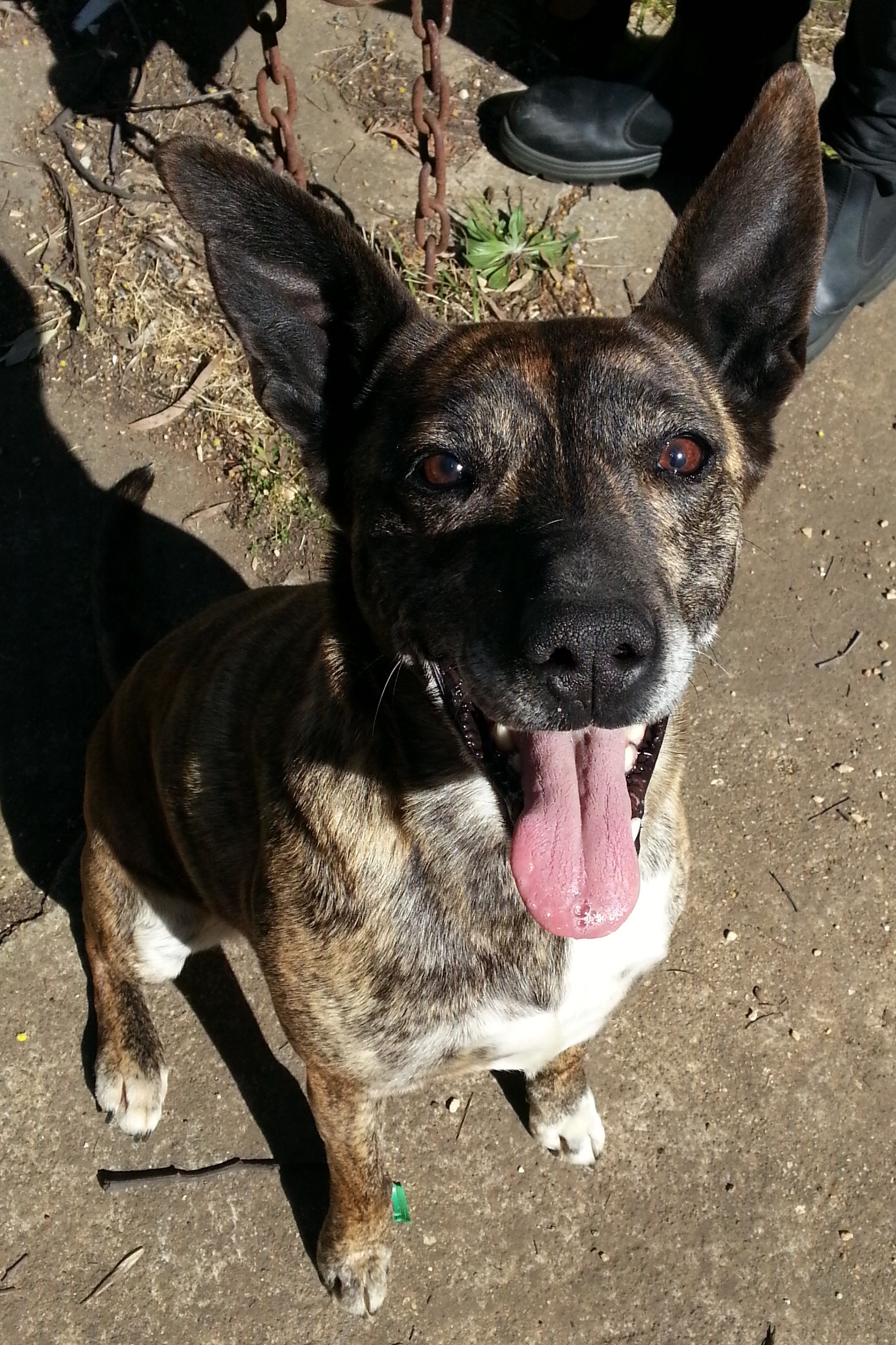 Mulla - Medium Female Mixed Breed Dog in VIC - PetRescue