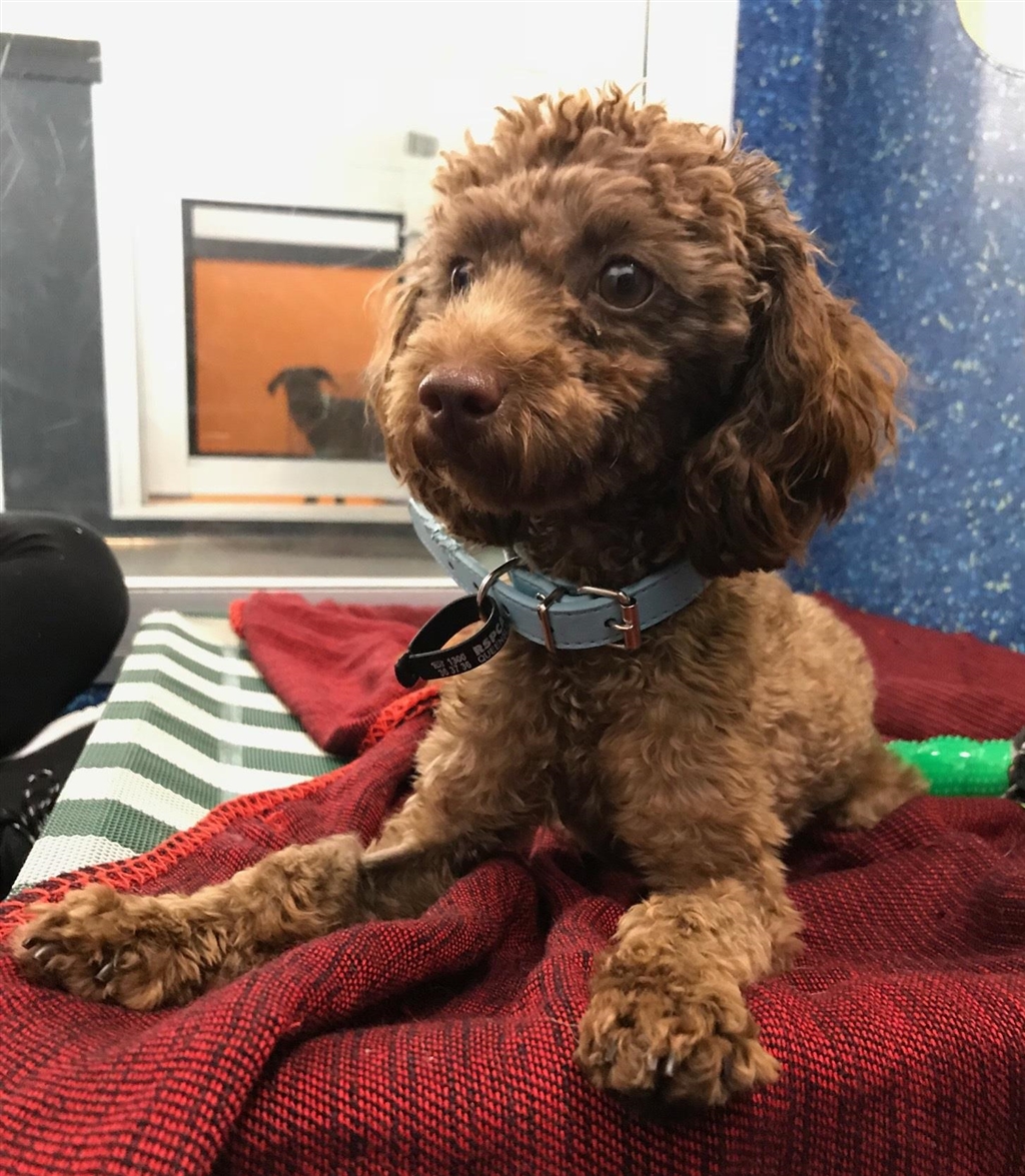 Lilly-Mae - Medium Female Poodle Toy Mix Dog in QLD - PetRescue