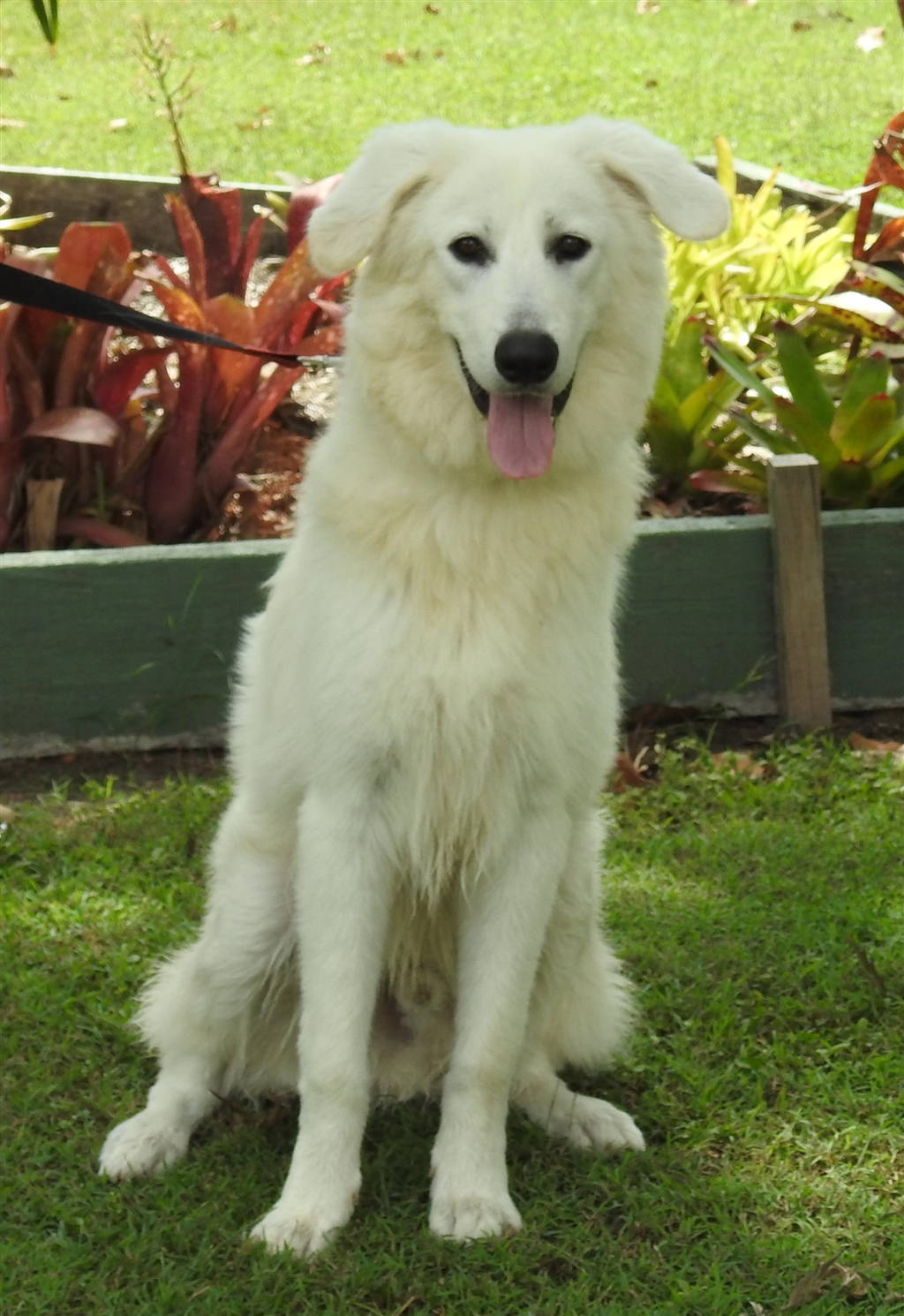 Laska - Large Male Maremma Sheepdog Dog in QLD - PetRescue