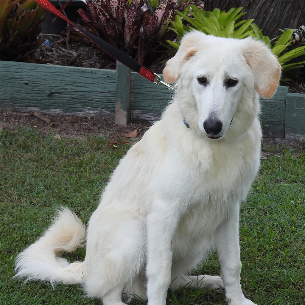 Darcy - Large Female Maremma Sheepdog Dog in QLD - PetRescue