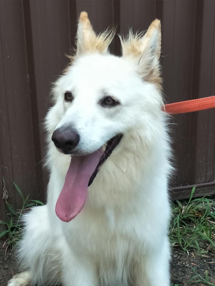 Mellow - Large Female German Shepherd x White Shepherd Dog Dog in NSW ...