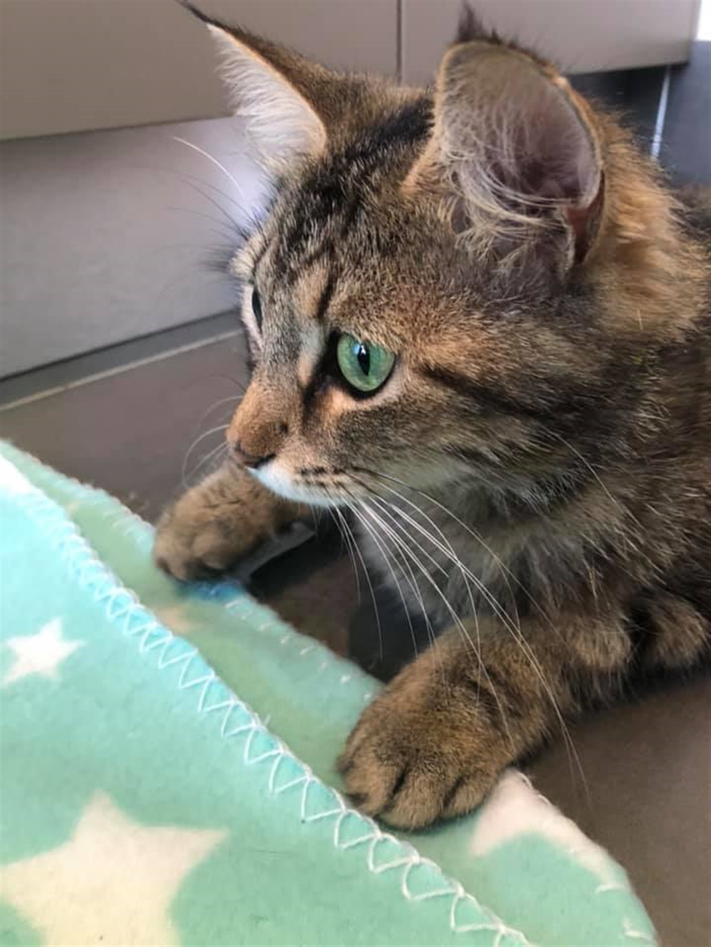 Ginger - Female Domestic Short Hair Mix Cat in NSW - PetRescue