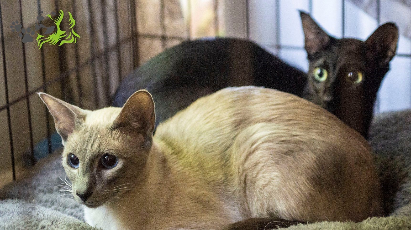 **On Trial** Calliope & Onyx - Female Oriental Cat in SA - PetRescue